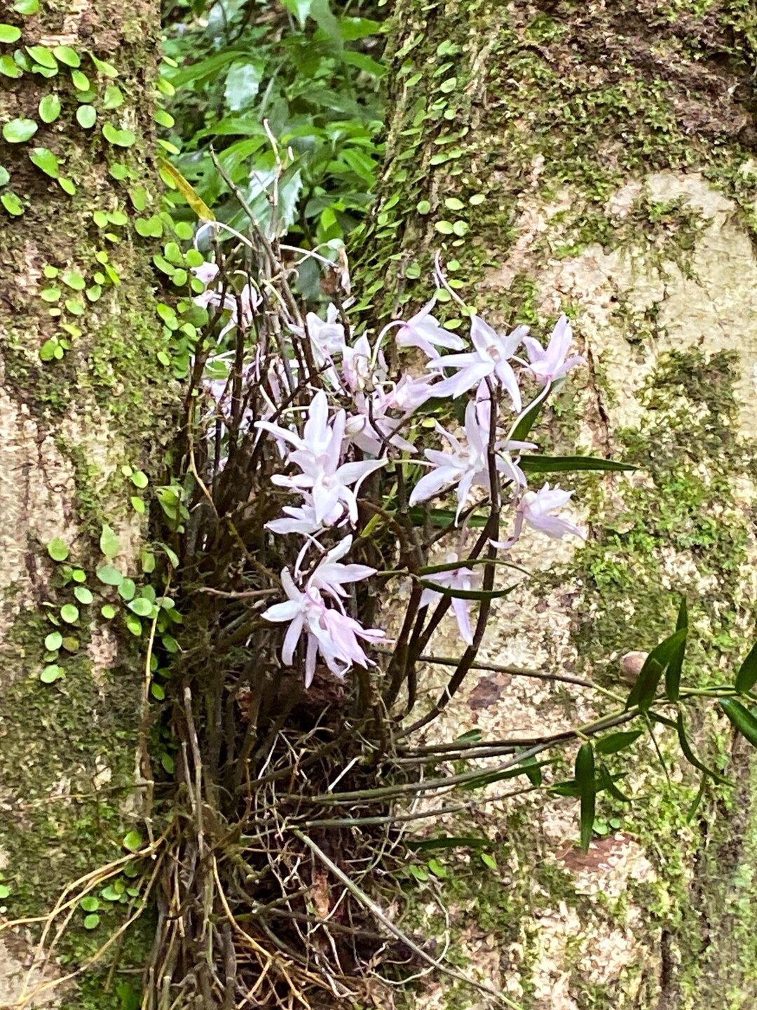 山野草を見に高尾山へ / Rumi姐さんの高尾山・陣馬山・景信山の活動データ | YAMAP / ヤマップ