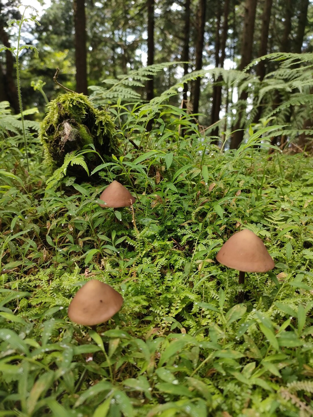 位牌岳 つるべ落としの滝 / rickさんの愛鷹山・大岳・黒岳の活動データ | YAMAP / ヤマップ