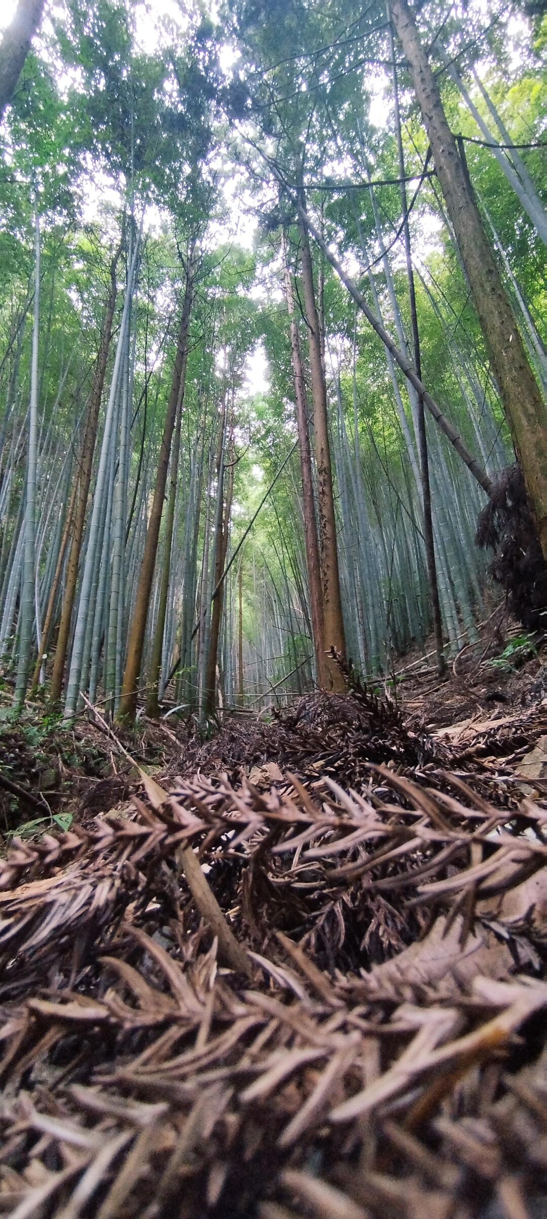六ヶ岳山塊コンプリートコース（MSC） / ふーみんさんの六ヶ岳の活動データ | YAMAP / ヤマップ
