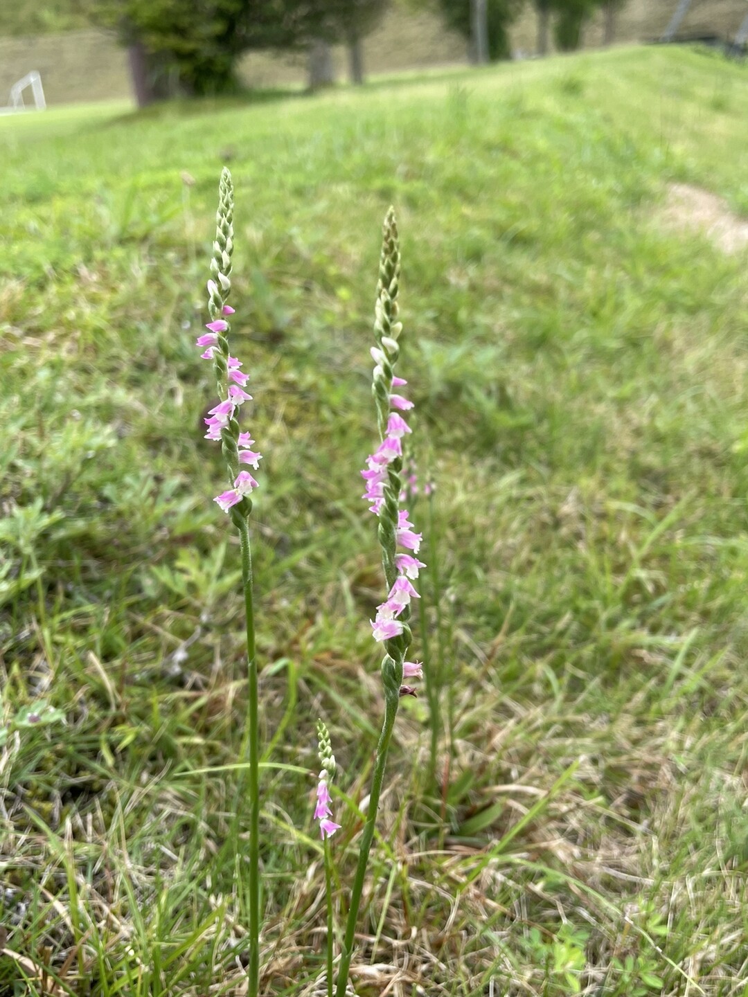 Gパークに大好きなネジバナが咲き始めた ... / マリさんのモーメント | YAMAP / ヤマップ