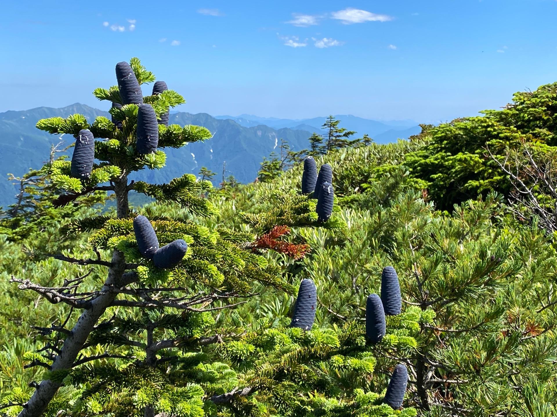 山奥の奥にある山 池ノ岳-平ヶ岳 / mtakoさんの平ヶ岳・台倉山・池ノ岳の活動データ | YAMAP / ヤマップ