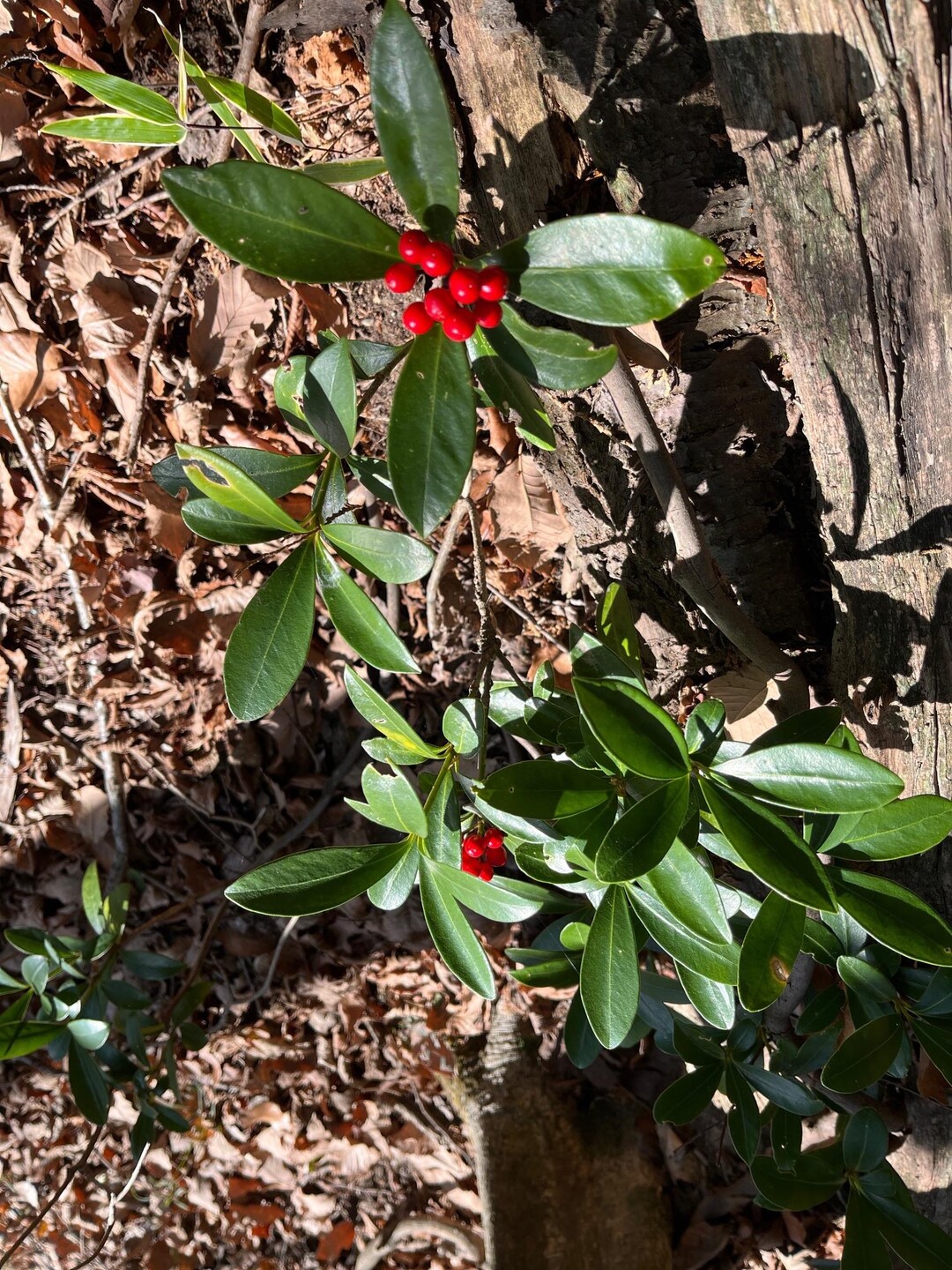 めっちゃ久しぶりの金剛山 松の木ルートで登りでゼェゼェになり、ツツジオ谷ルートで滑りまくる / めぐみさんの金剛山・二上山・大和葛城山の活動データ | YAMAP / ヤマップ
