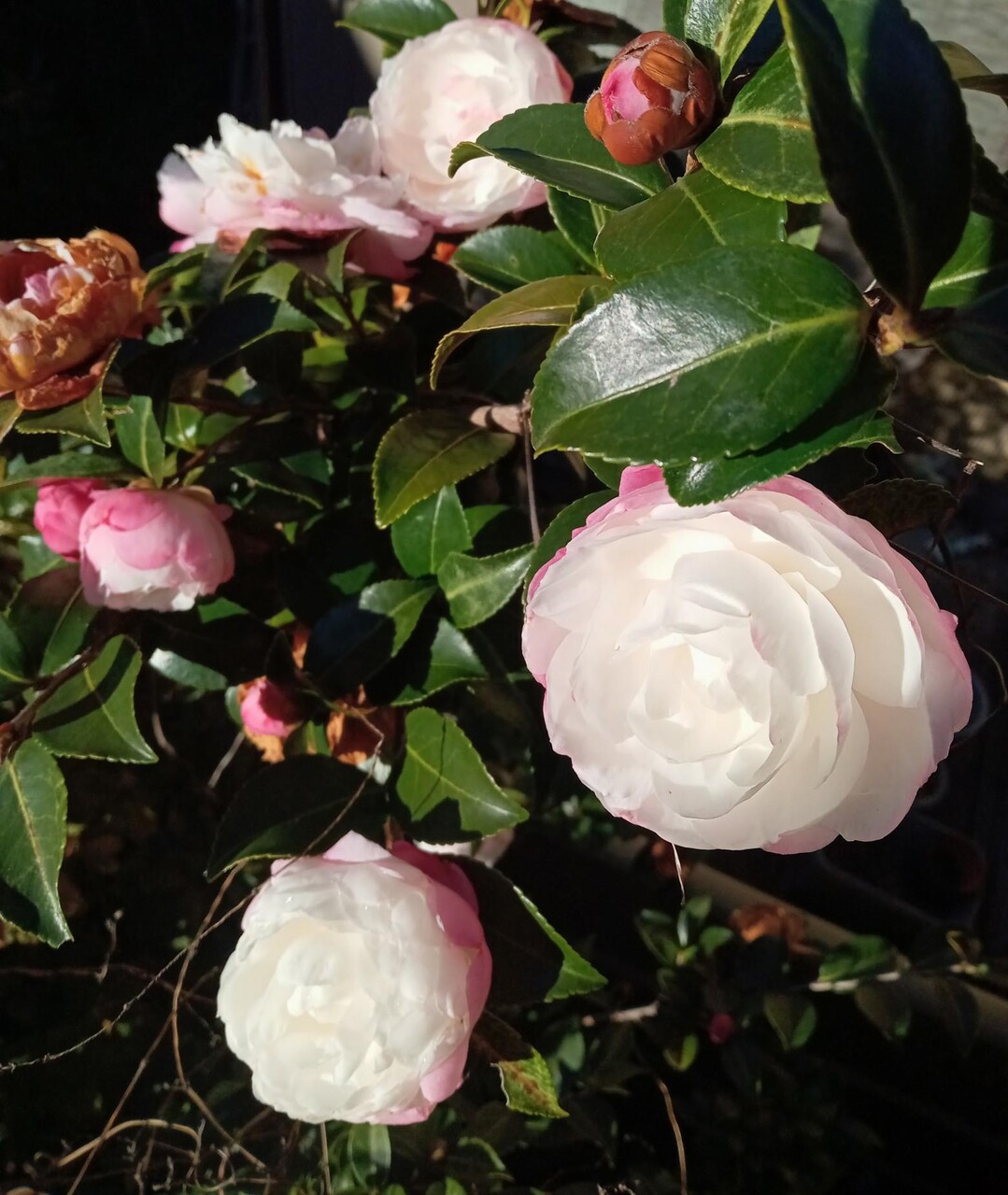 かなり上で咲いていて。 見おろせるところ... / yuusenさんのモーメント | YAMAP / ヤマップ