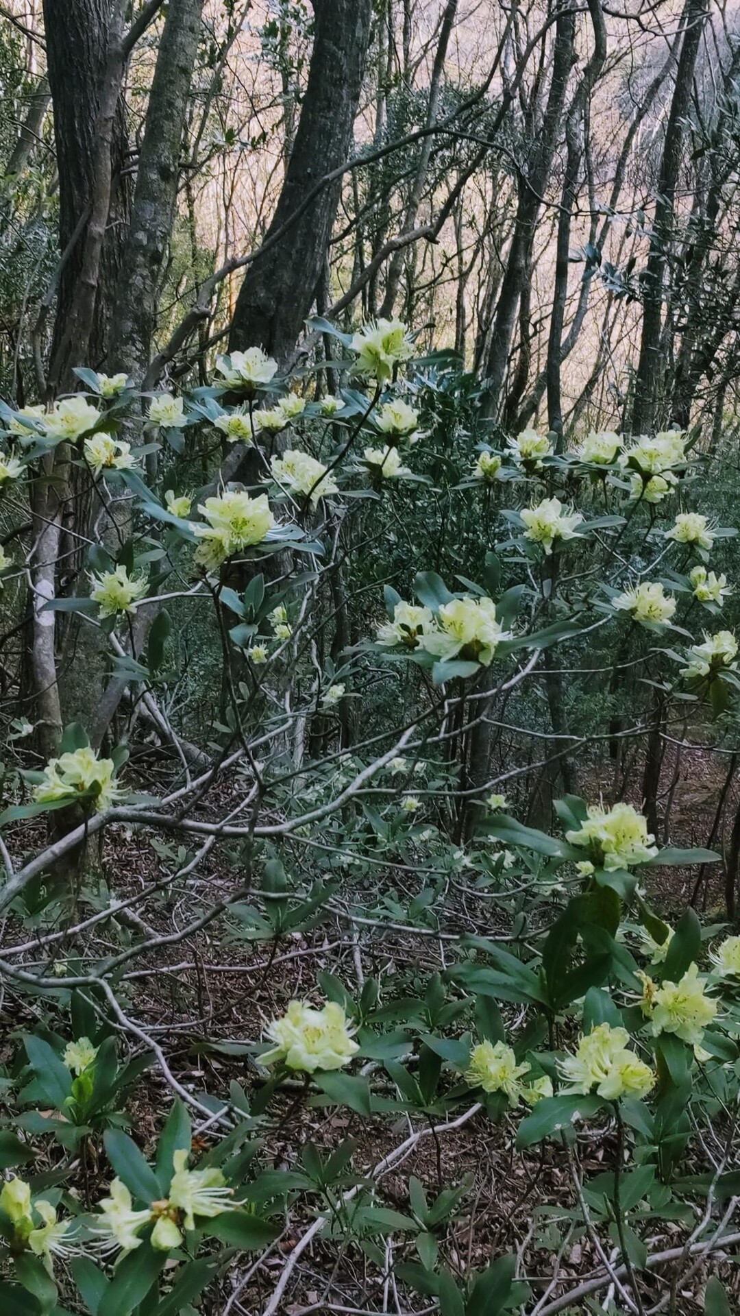 比叡山・稗ノ山 / hiro☆hiroさんの丹助岳・矢筈岳・比叡山の活動データ | YAMAP / ヤマップ