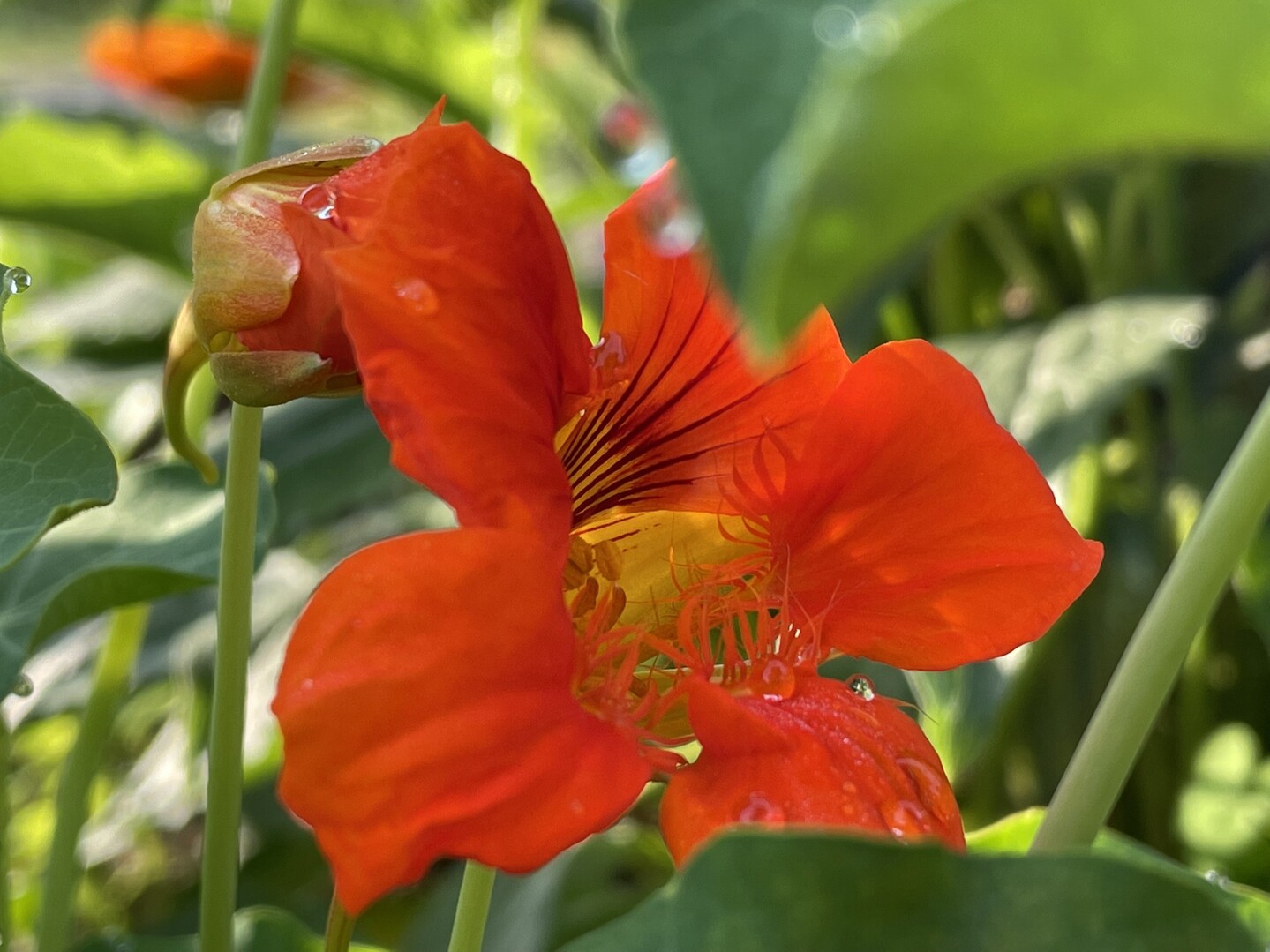 お花便り R4 vol.15 今朝は朝か... / kaizaさんのモーメント | YAMAP / ヤマップ