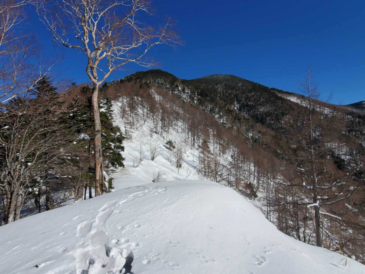 経ヶ岳（権兵衛峠から） / RYZさんの経ヶ岳・坊主岳の活動データ | YAMAP / ヤマップ