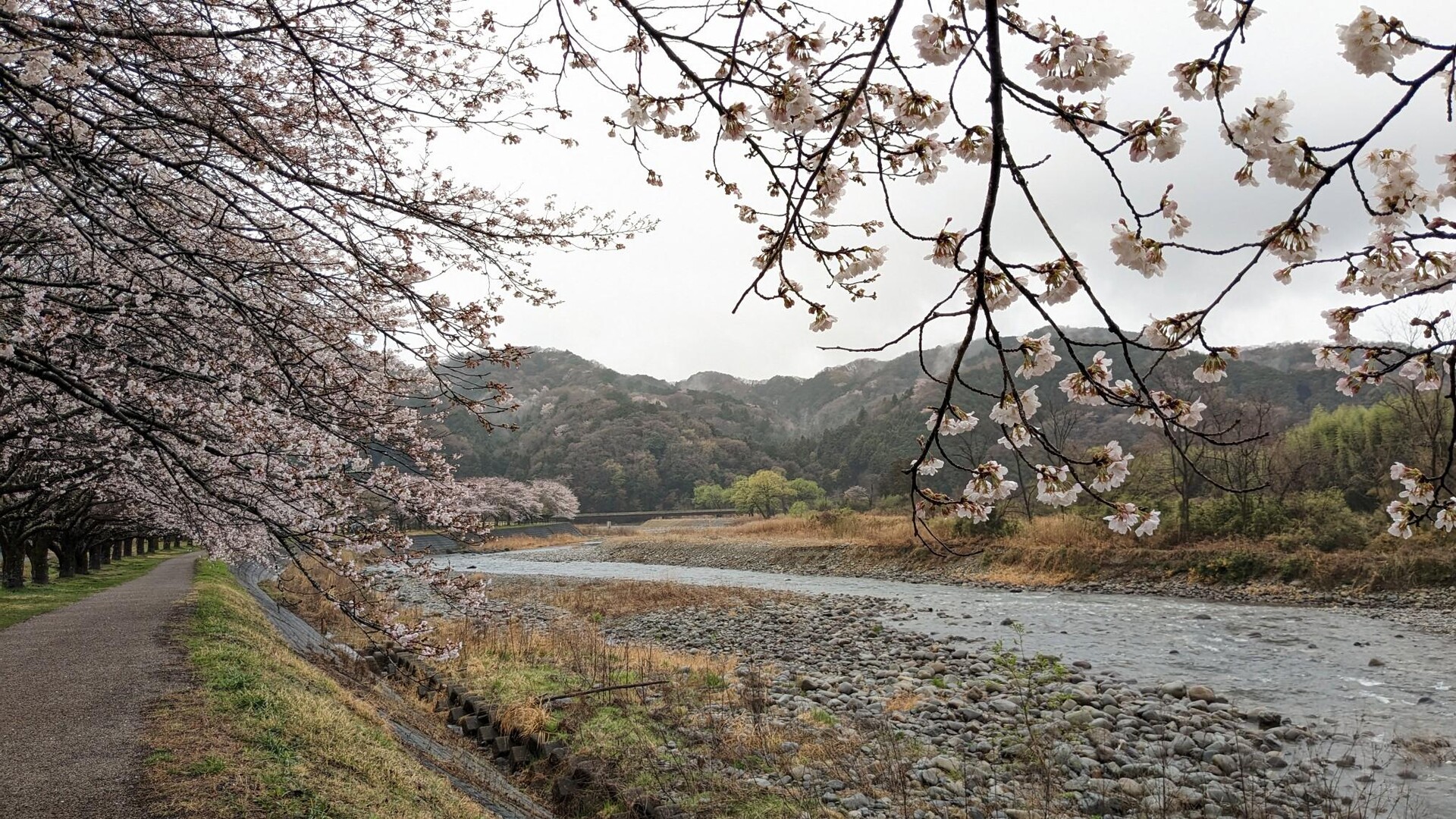 高鳥屋山ふもと近くの桜 小雨で肌寒いけど... / m93さんのモーメント | YAMAP / ヤマップ