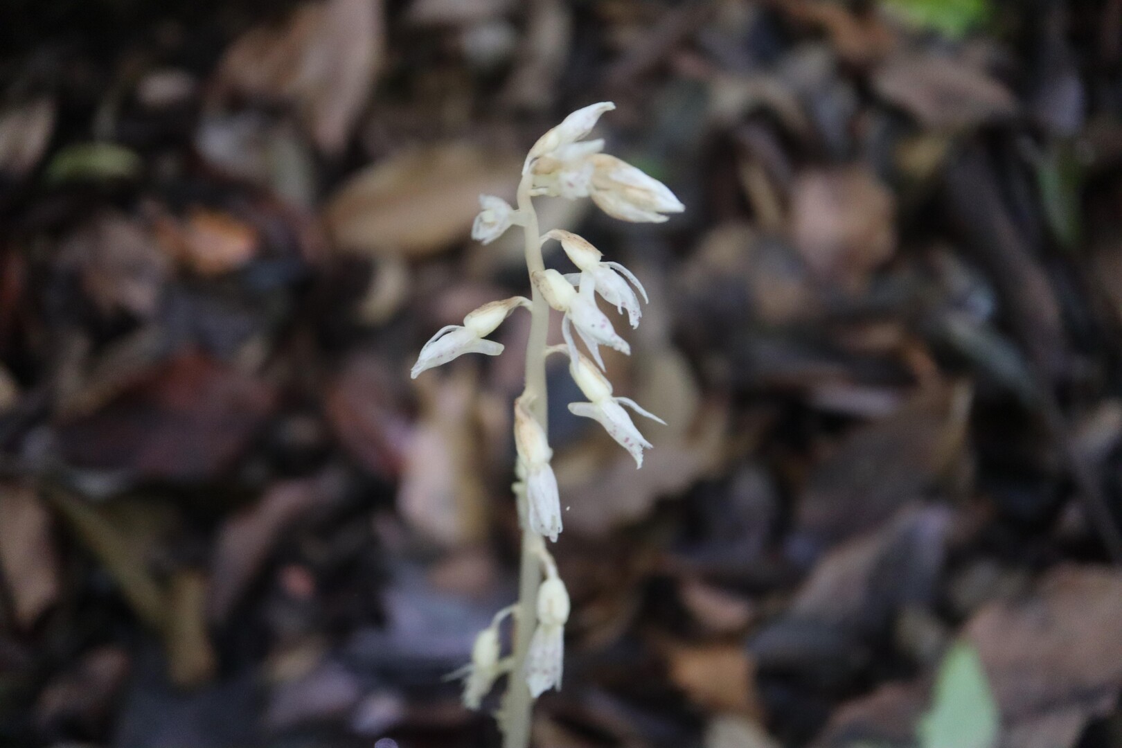 石清水八幡宮-2024-07-03 / しゅんさんの鳩ヶ峰の活動データ | YAMAP / ヤマップ