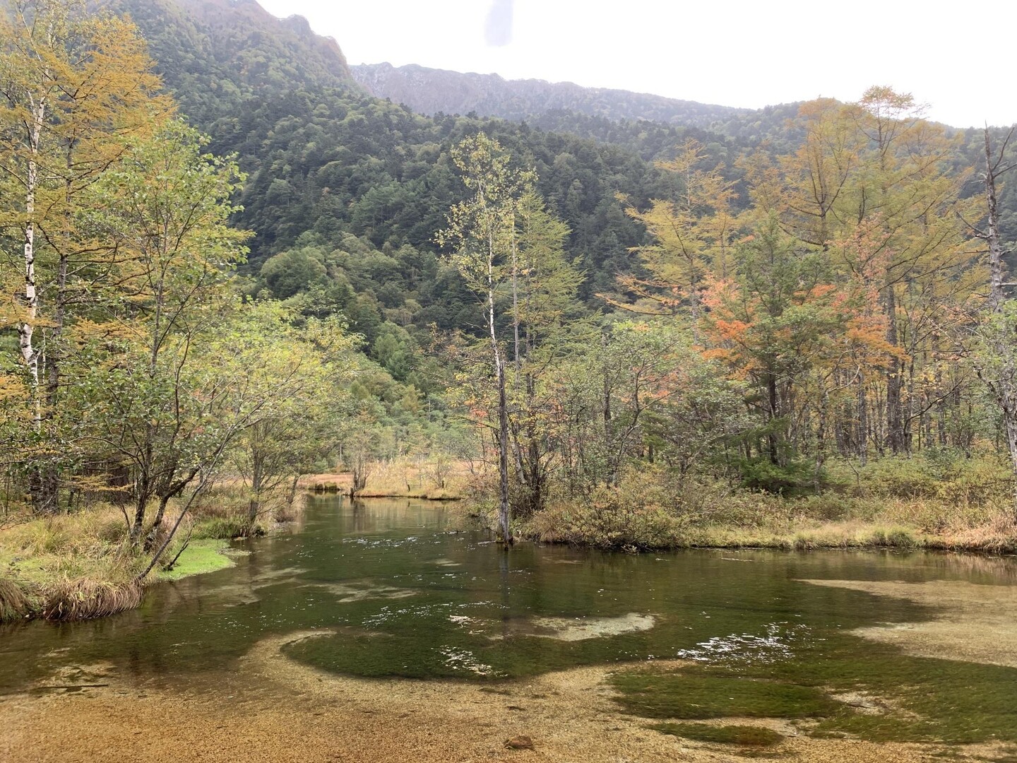 大正池〜河童橋〜明神館まで樹木ツアー / ちゃんママさんの槍ヶ岳・穂高岳・上高地の活動データ | YAMAP / ヤマップ