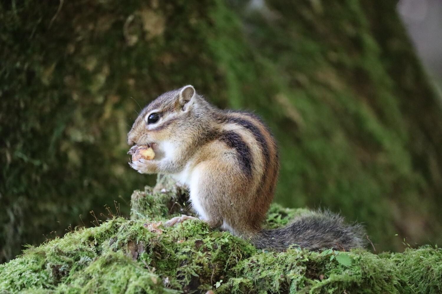鈴北岳・御池岳 / ⁺⊹/𝒔𝒘𝒕𝒏\*⁺さんの藤原岳・御池岳の活動日記 | YAMAP / ヤマップ