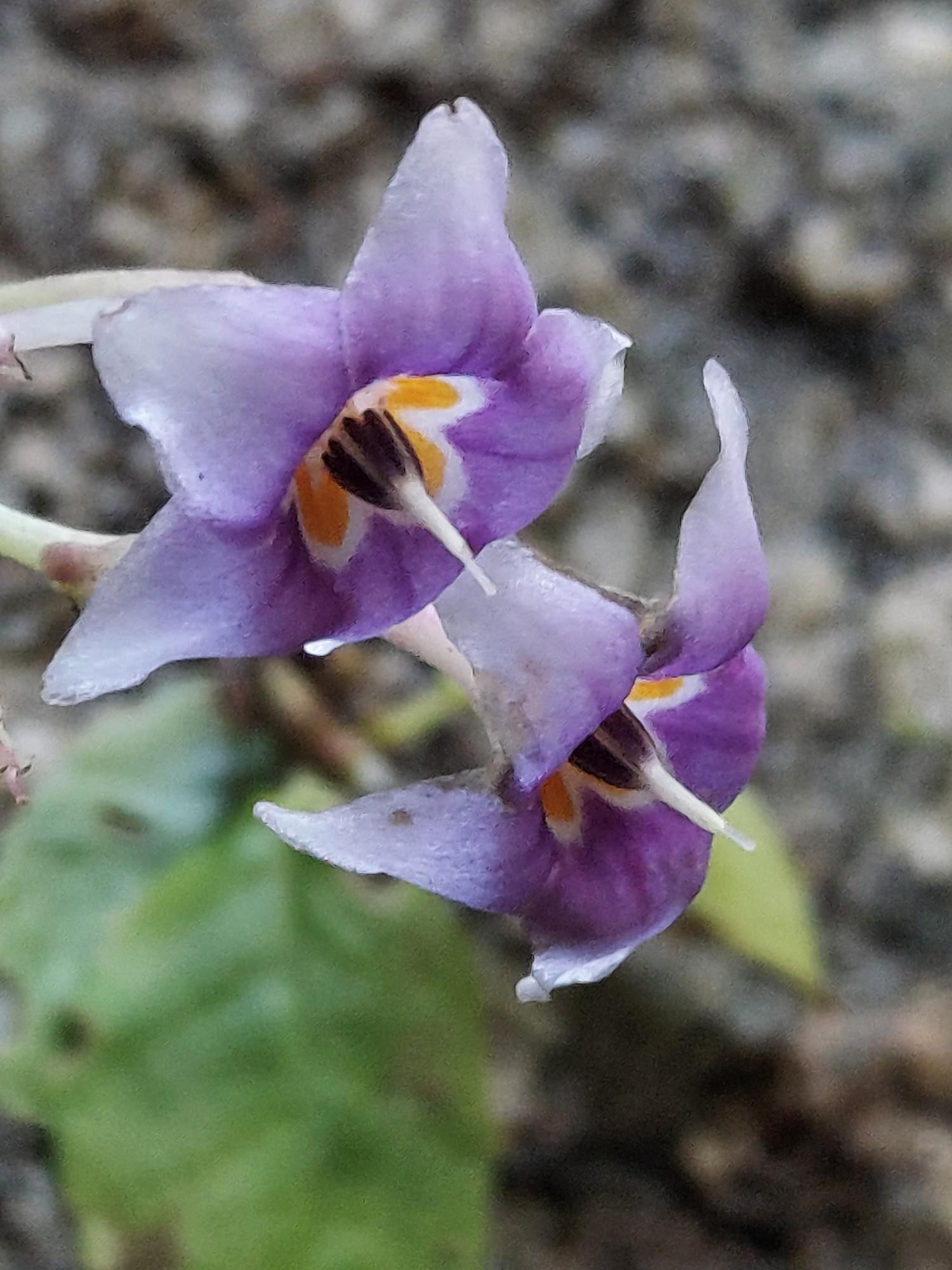 8/16涼しい山頂でお昼寝～屏風山 / Ikuさんの屏風山の活動データ | YAMAP / ヤマップ