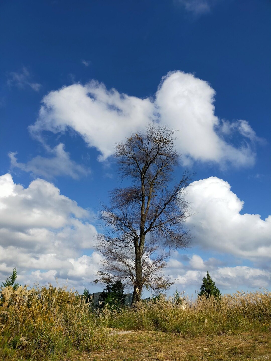 高縄山〜北三方ヶ森はソフト道で快適 / kan さんの高縄山・大月山・北三方ヶ森の活動データ | YAMAP / ヤマップ