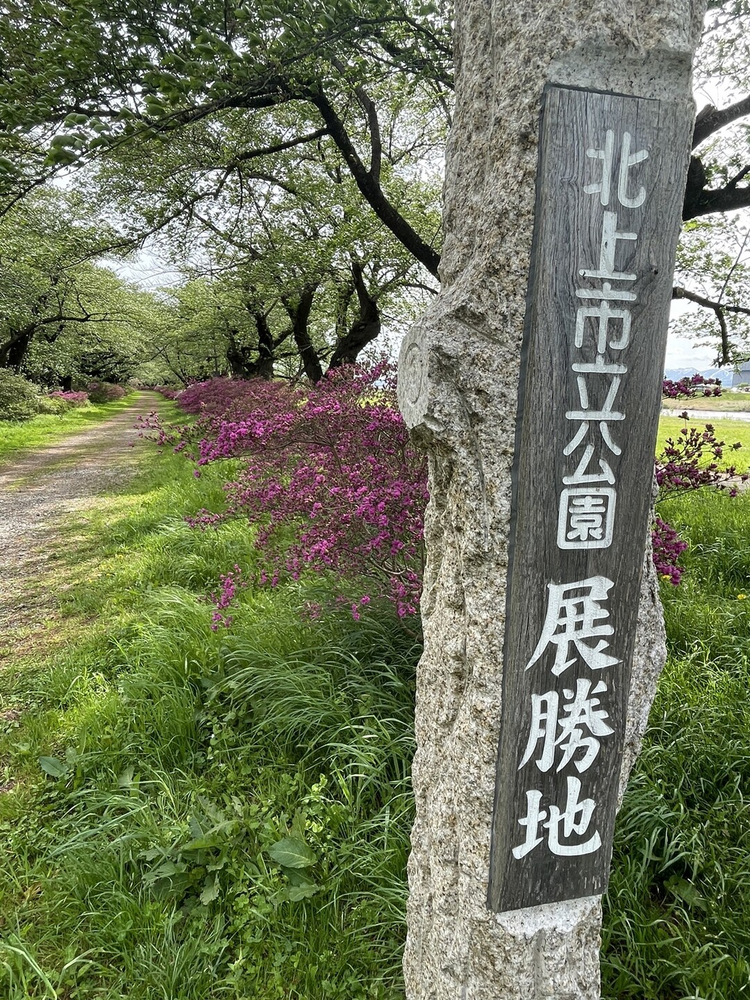 展勝地 2022.5.8 ツツジ咲き始め... / おささんのモーメント | YAMAP / ヤマップ