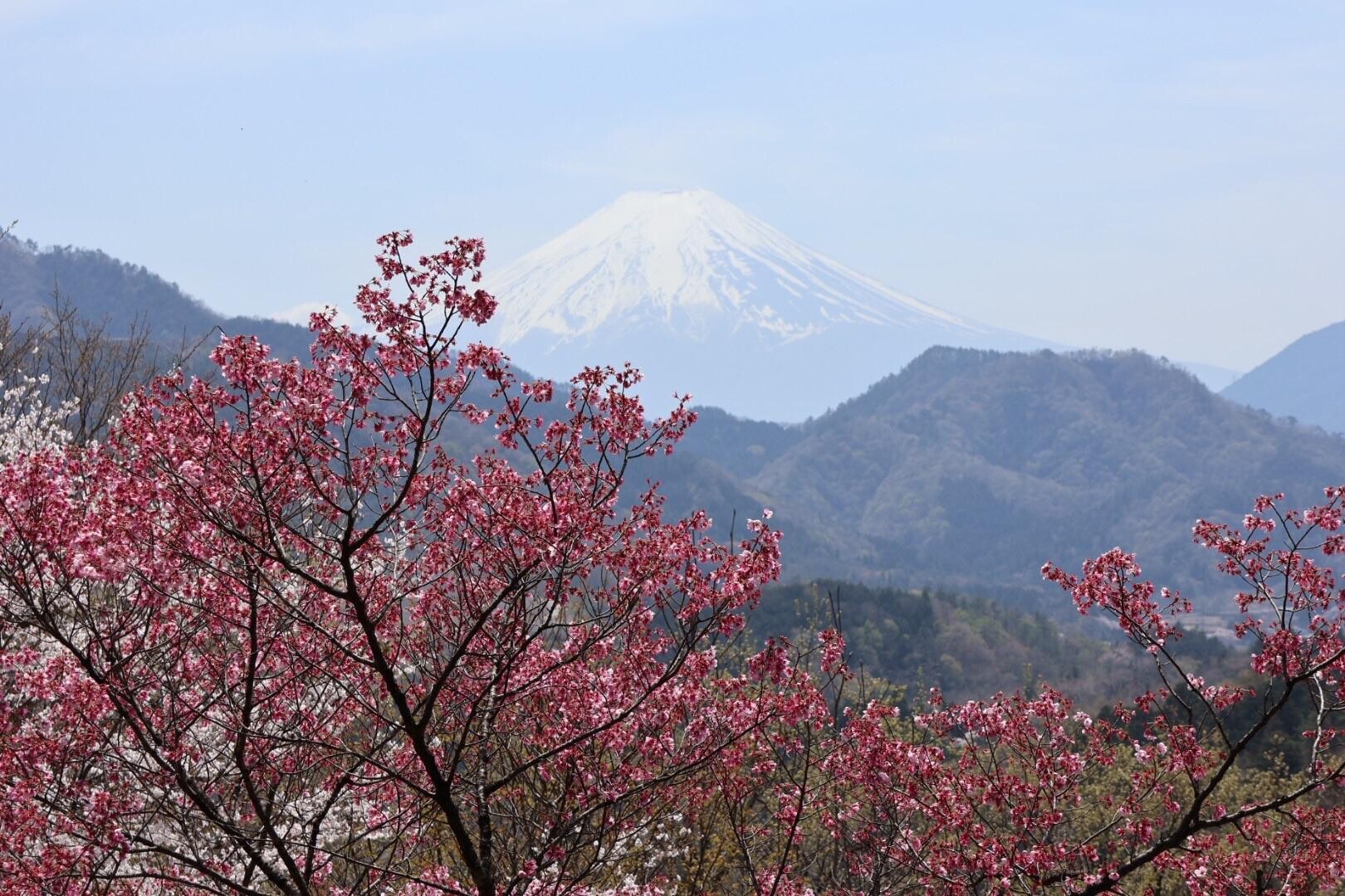 岩殿山・お伊勢山 / naoさんの雁ヶ腹摺山・岩殿山の活動データ | YAMAP / ヤマップ