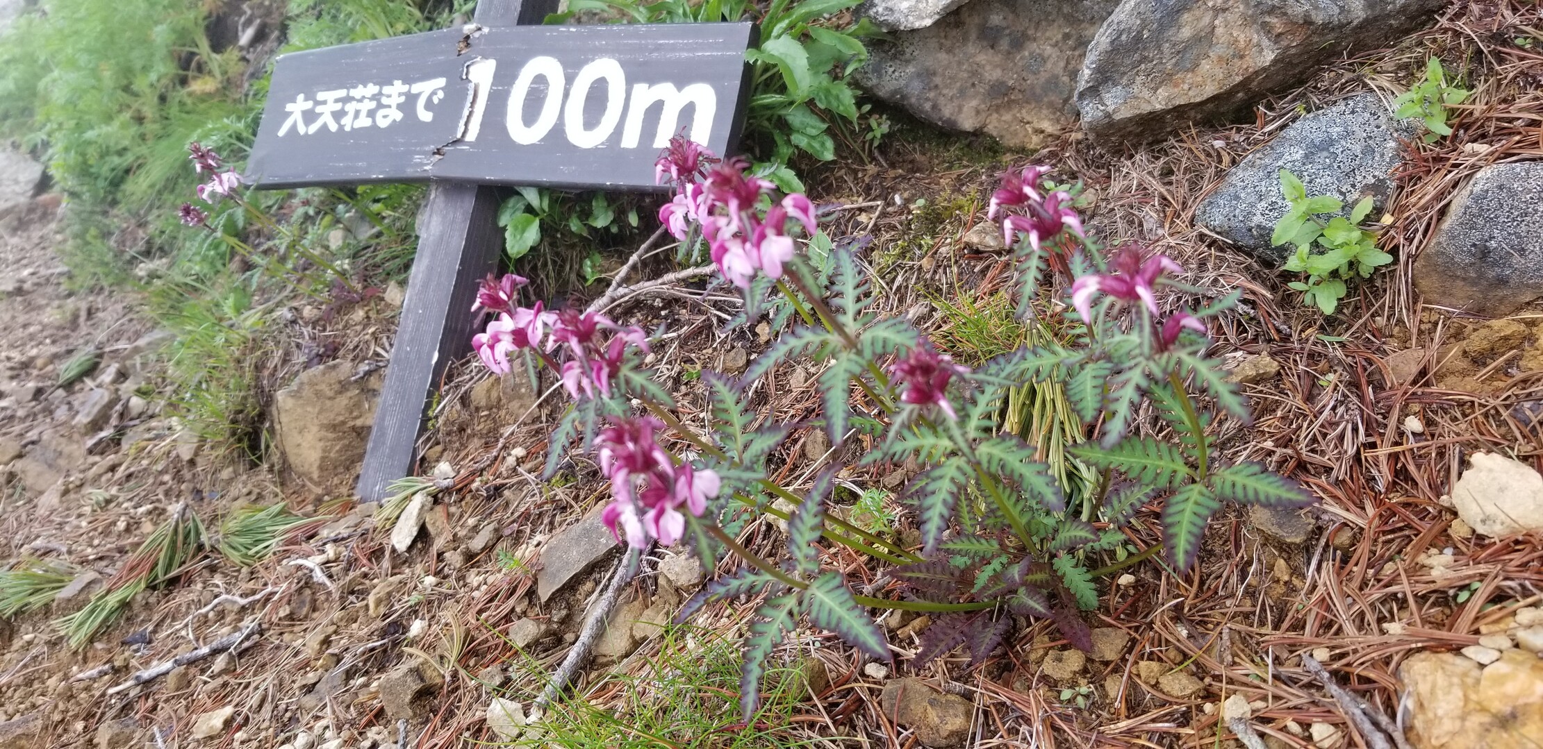 中房登山口~三俣P 一泊2日の苦行旅 / リトルmimuさんの常念岳・大天井岳・燕岳の活動データ | YAMAP / ヤマップ