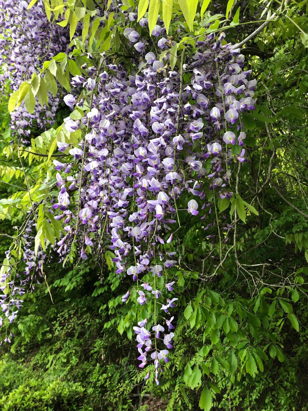 GWの有馬富士 / Hiroさんの有馬富士の活動データ | YAMAP / ヤマップ