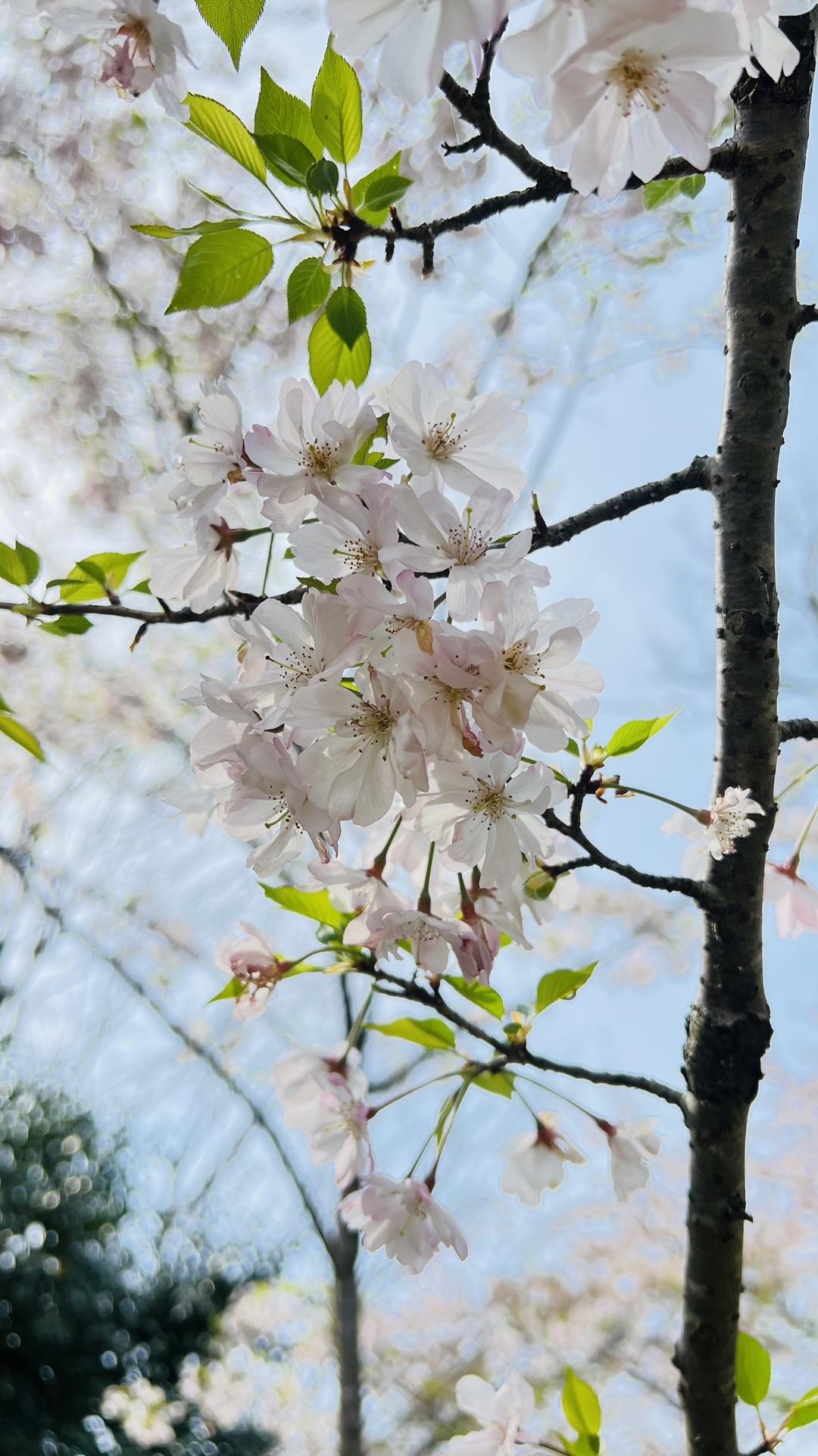 権現山で遅めのお花見🌸 *｡ / yama__tabiさんの大山の活動データ | YAMAP / ヤマップ