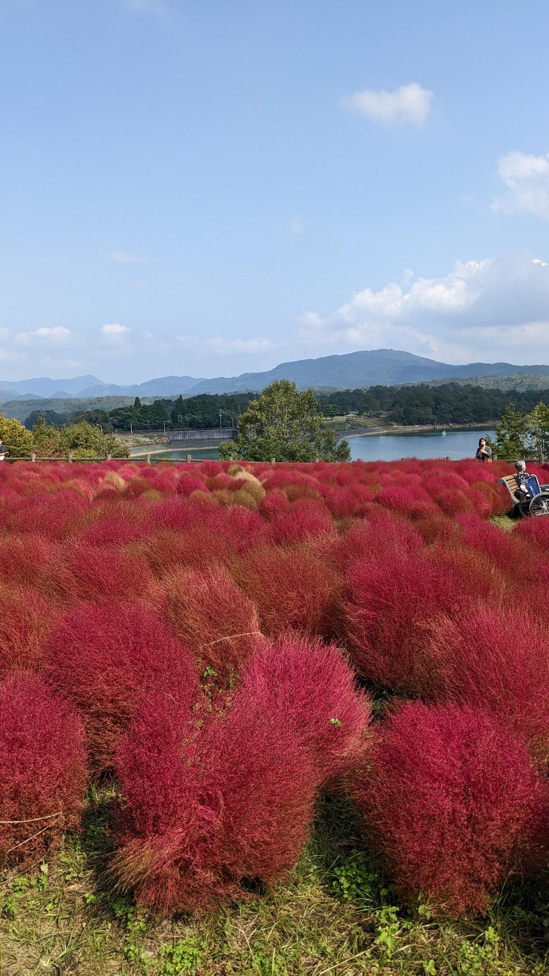 大分農業文化公園のコキア / ima3さんの六郷満山（国東半島）の活動データ | YAMAP / ヤマップ