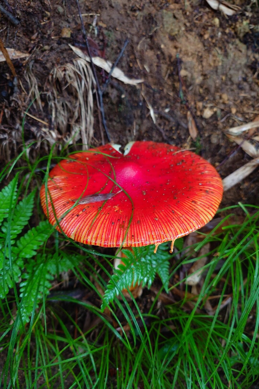 雨の週末 Wt+5kg 29分登頂 / ta2さんの鳴神山・吾妻山の活動日記 | YAMAP / ヤマップ