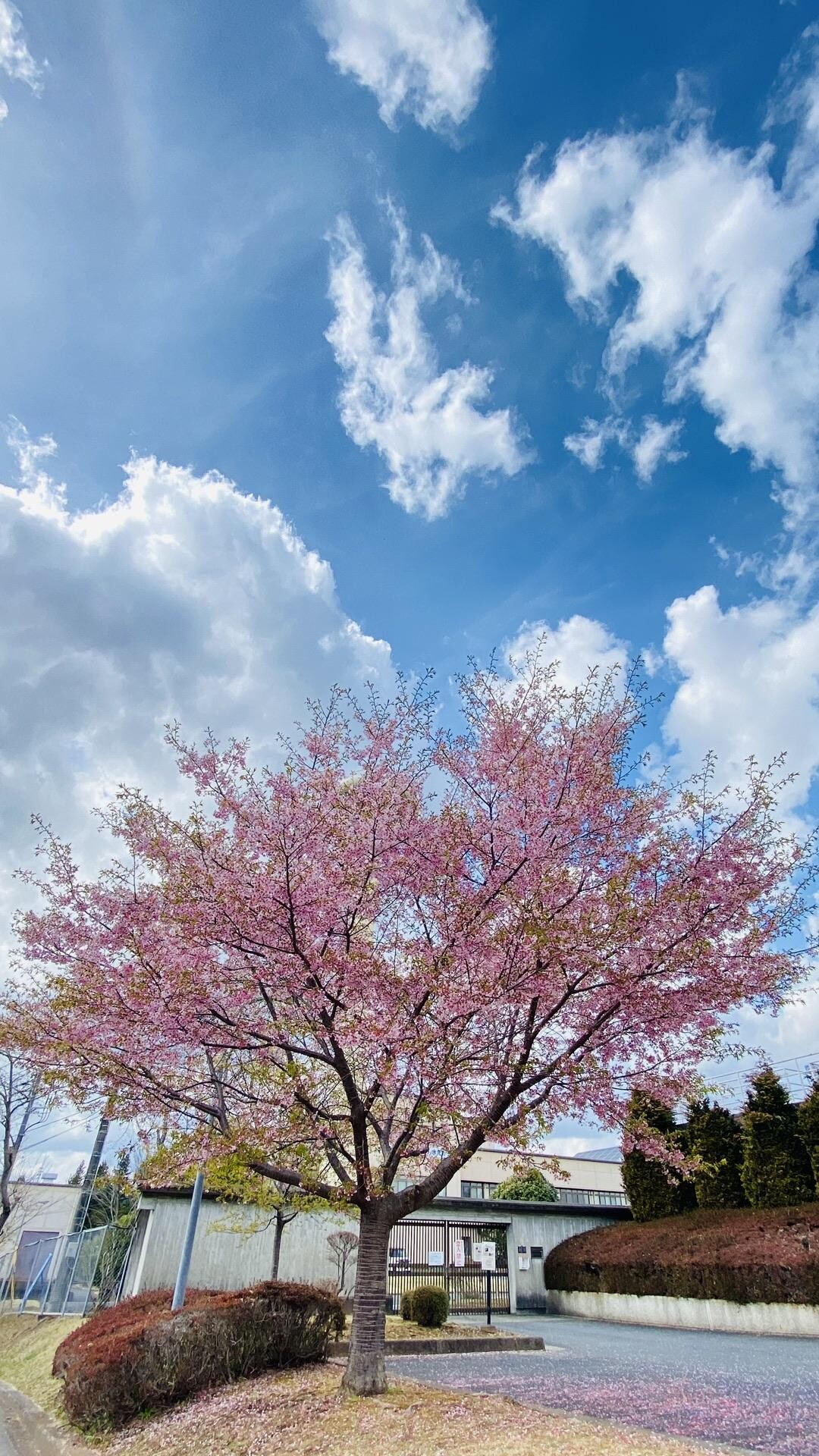 水戸市の桜MIX🌸 曇り空でしたけどチ... / Sakakenさんのモーメント | YAMAP / ヤマップ