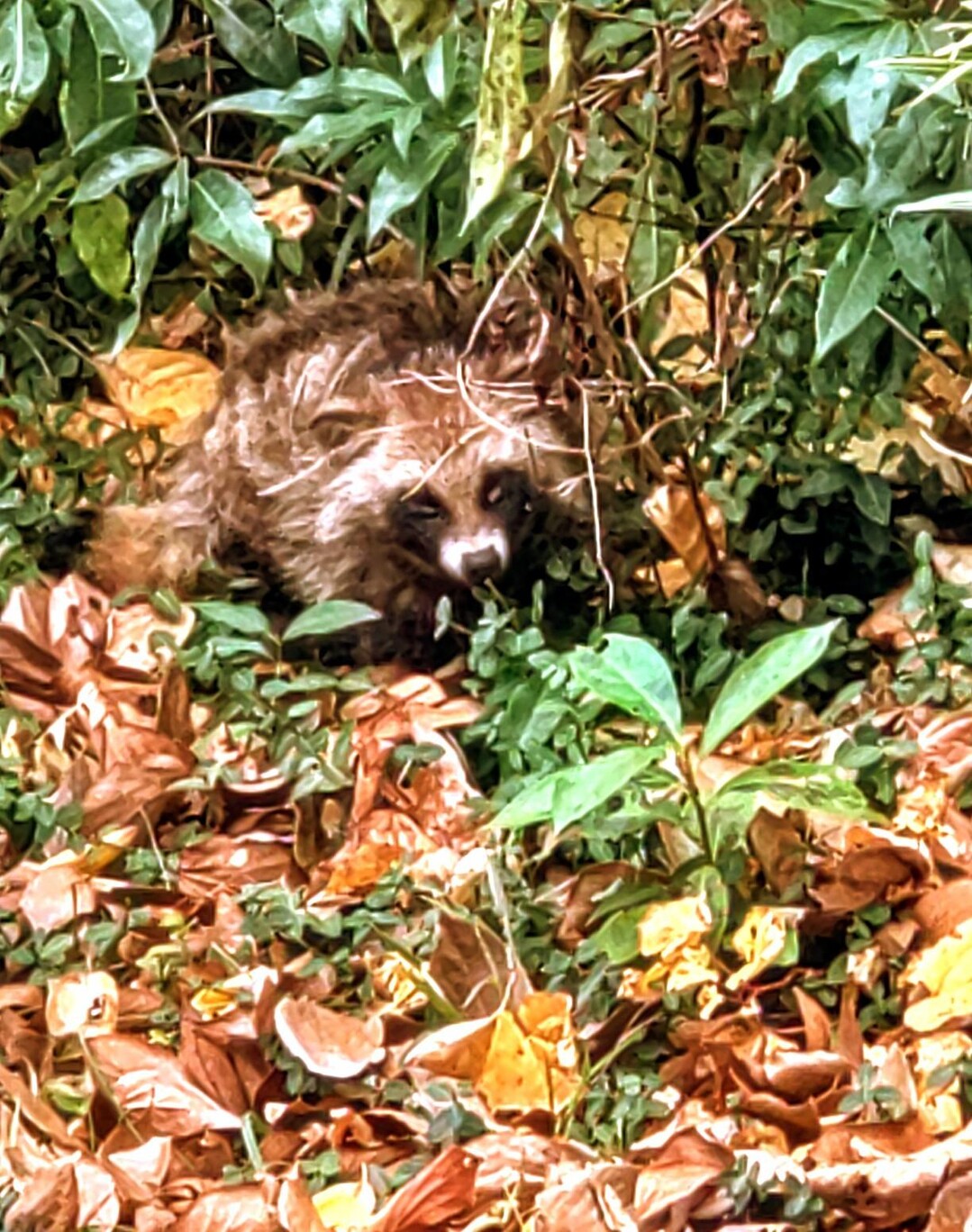 『私はいないよ・・葉っぱだもん』ガサガサ... / marchさんのモーメント | YAMAP / ヤマップ