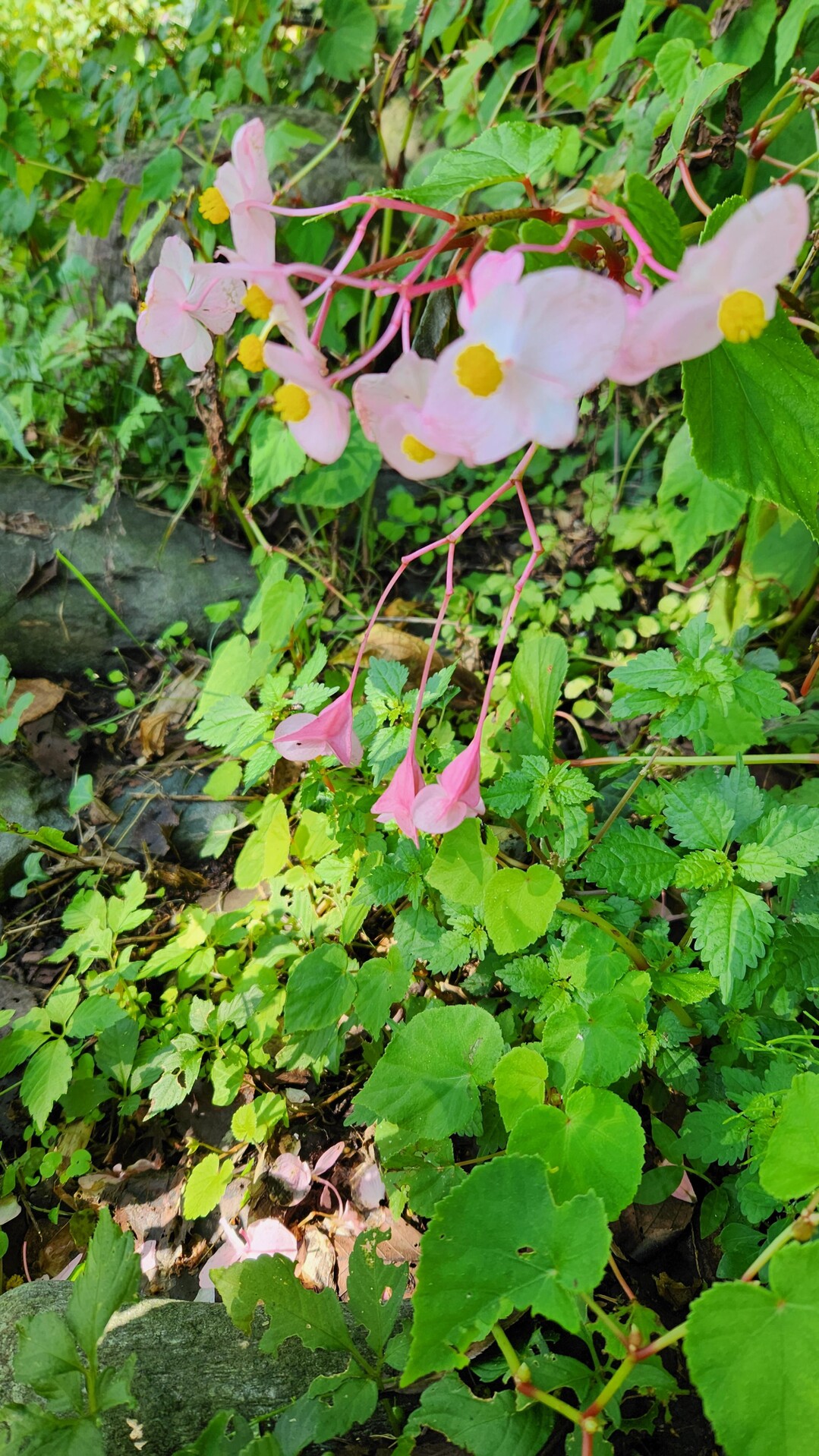 都幾山・育代山(未登録) / dxcさんの堂平山・笠山（乳房山）・大霧山の活動データ | YAMAP / ヤマップ