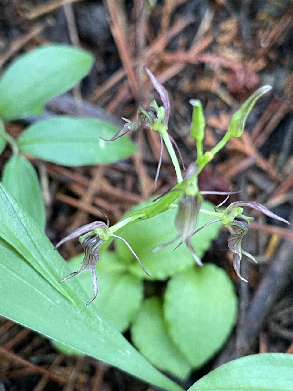 初見の蜂のためだけに 原付で片道2:30... / Atto-Rieさんのモーメント | YAMAP / ヤマップ