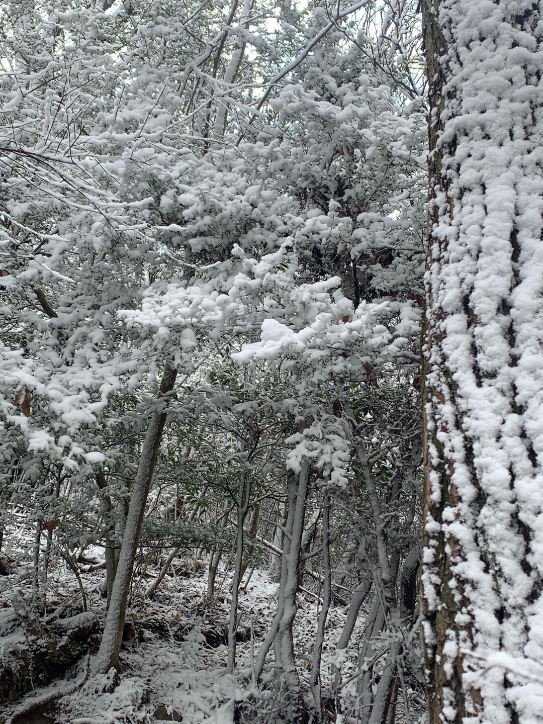 青春18切符で行く 大峰山 / Raraさんの中山・大峰山の活動データ | YAMAP / ヤマップ