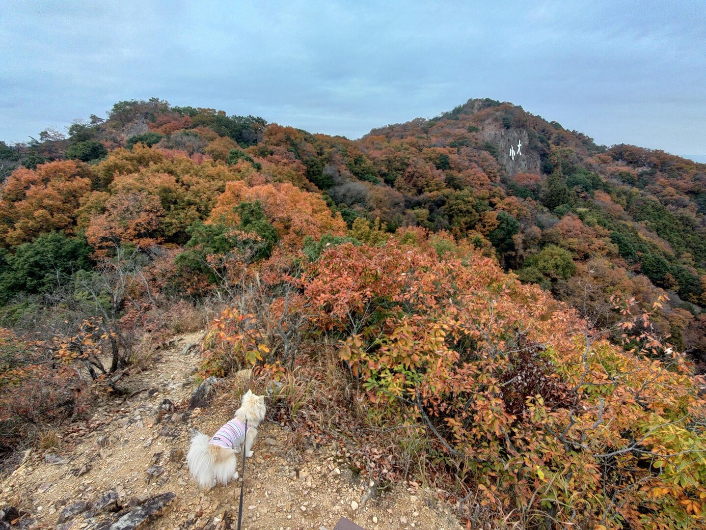 大小山NOW。 ワンコのりんと凛山歩。 ... / Jimny-Hikerさんのモーメント | YAMAP / ヤマップ