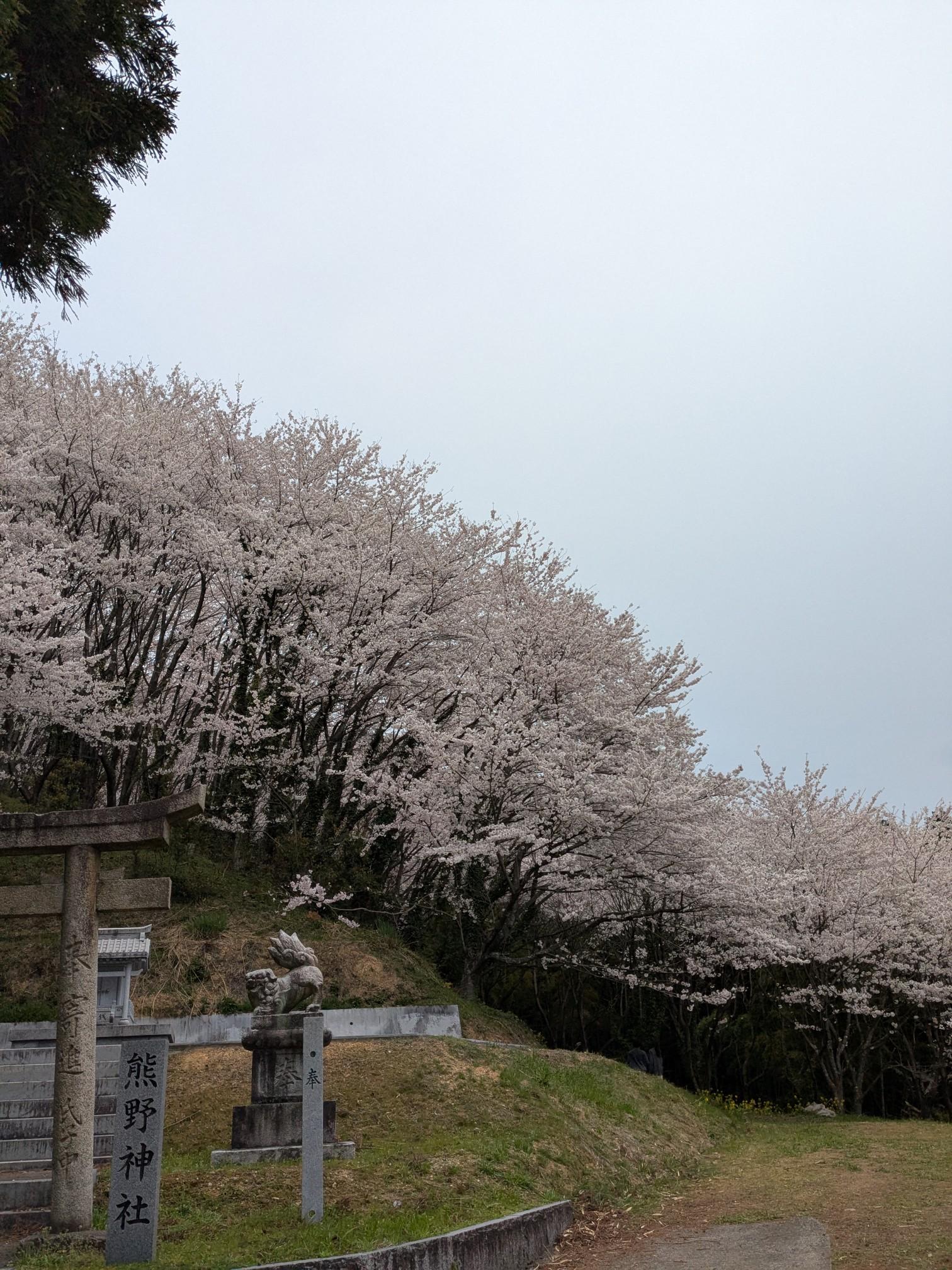 桜を見に行きました 最近SNSで有名にな... / 4399_Uさんのモーメント | YAMAP / ヤマップ