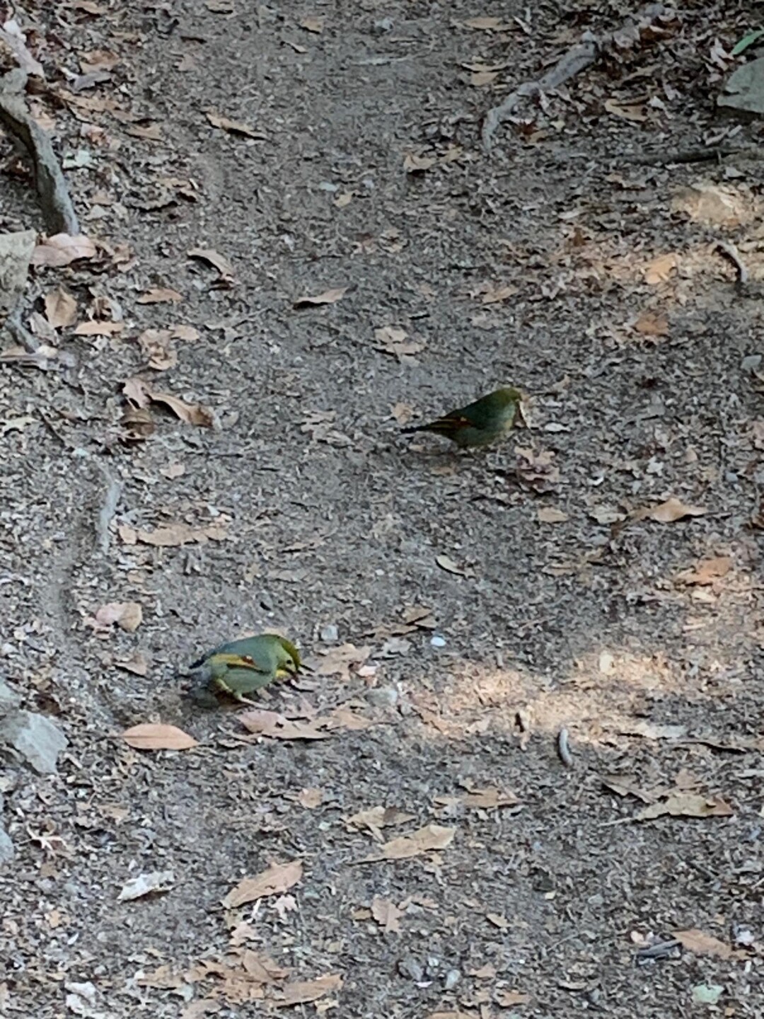 高尾山・城山で山トレ / chocoponさんの高尾山・陣馬山・景信山の活動データ | YAMAP / ヤマップ