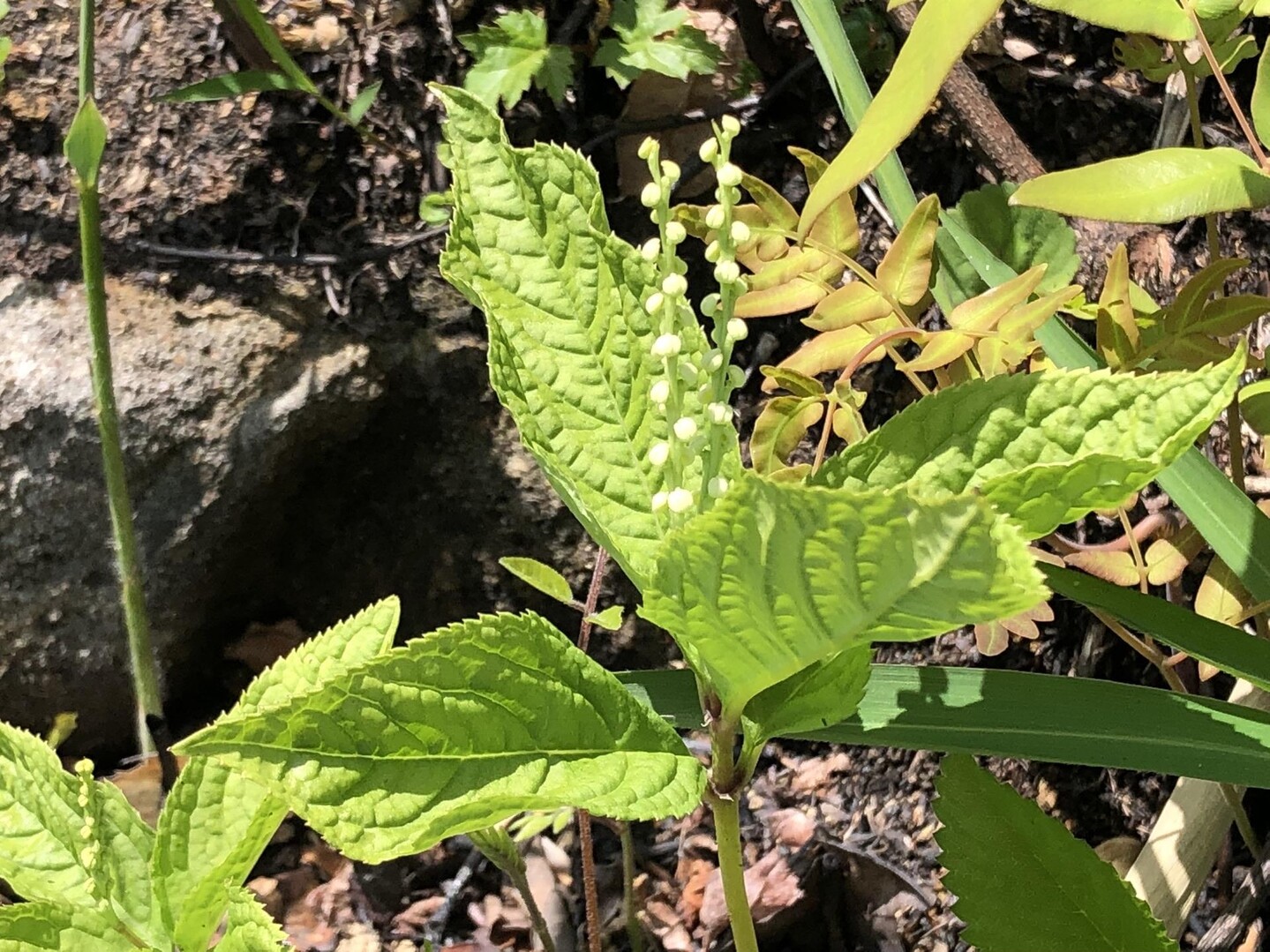 深入山 / neroliさんの深入山の活動データ | YAMAP / ヤマップ