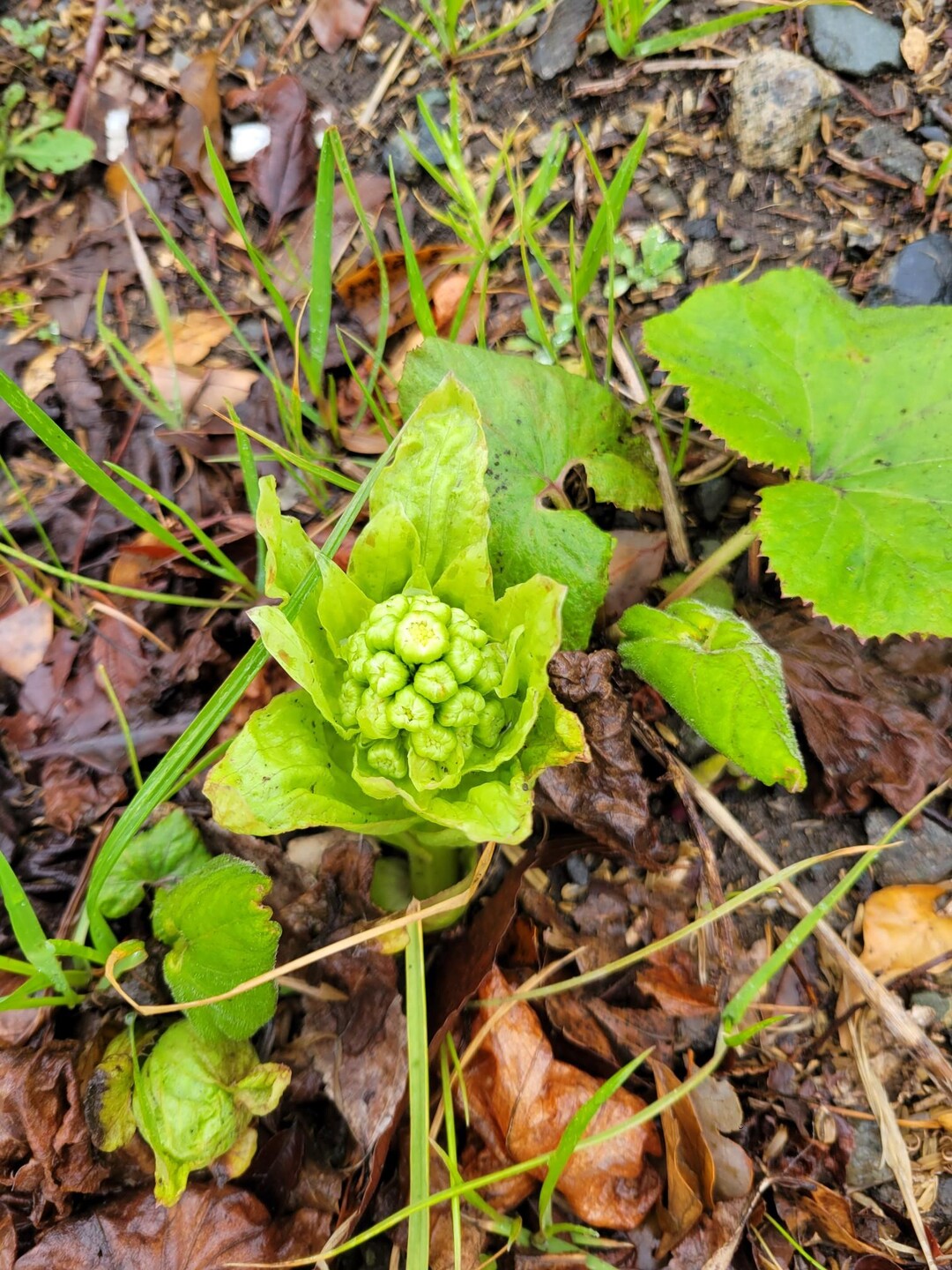 里山散歩でふきのとうを見つけた～😊🎶... / kazuさんのモーメント | YAMAP / ヤマップ