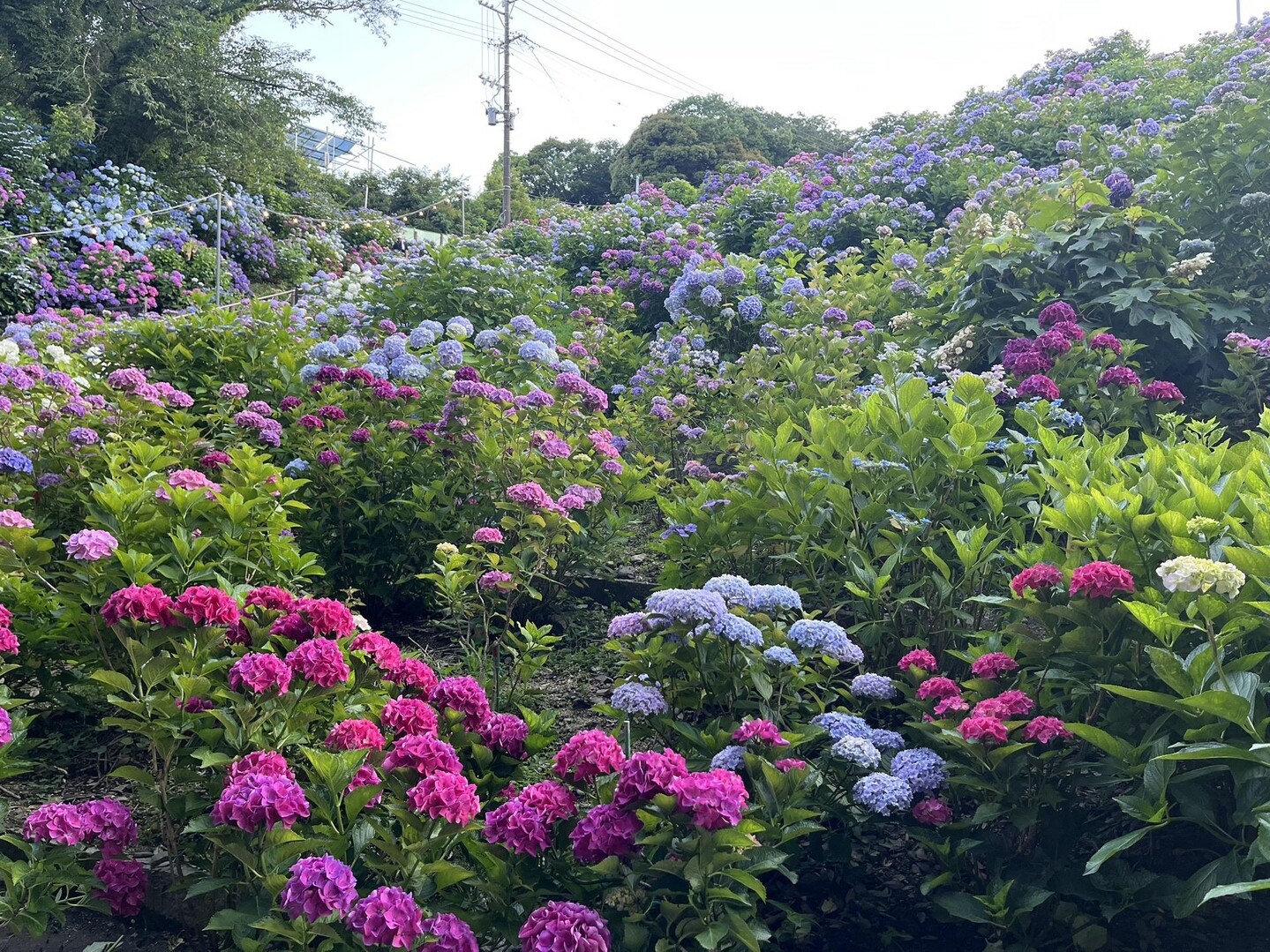 形原温泉あじさいの里👱‍♀️🌤️ ... / Yuka-pi 𖤣𖥧𖥣𖡡𖥧𖤣さんのモーメント | YAMAP / ヤマップ