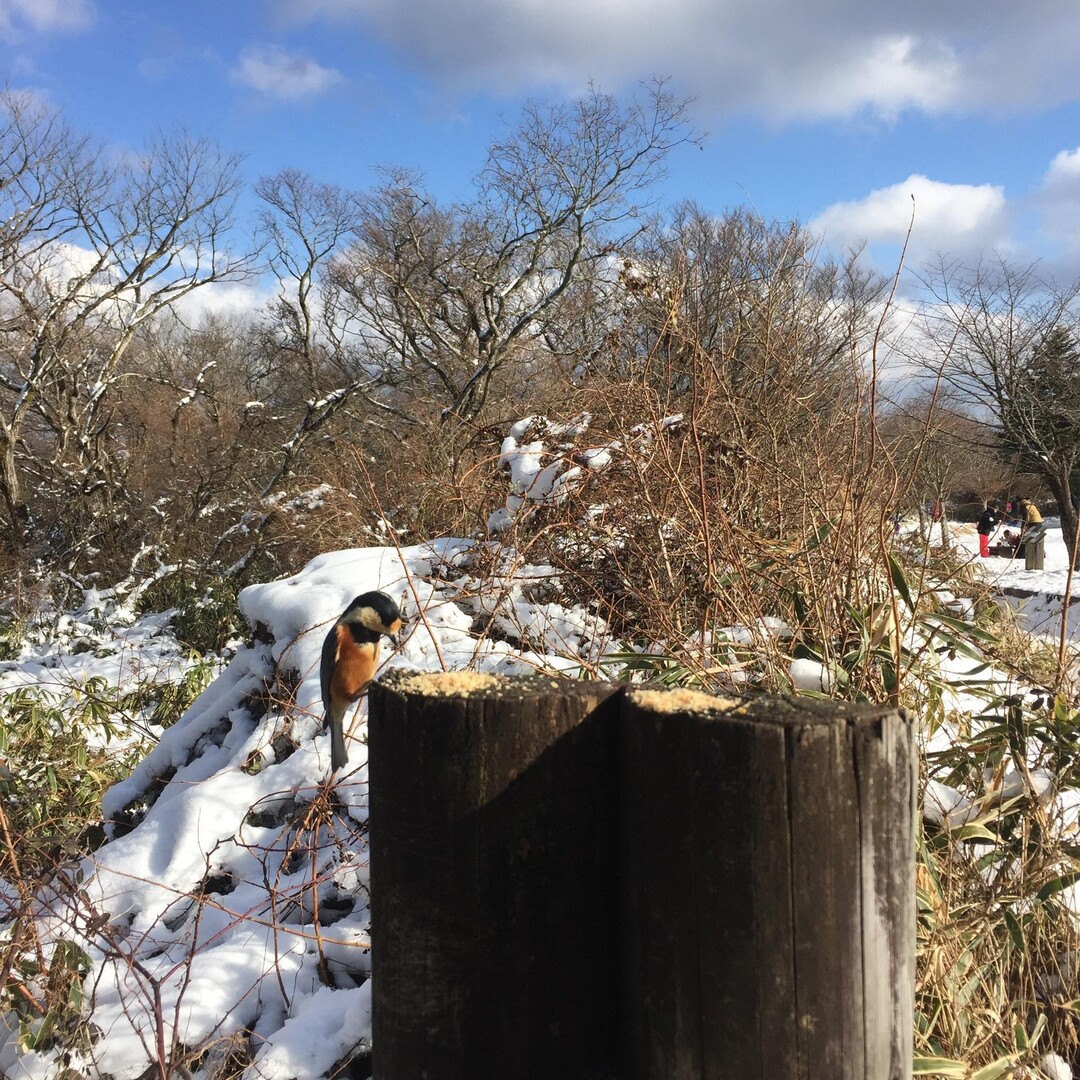 ヤマガラ 金剛山の餌場にて #YAMAP... / KOJIさんのモーメント | YAMAP / ヤマップ