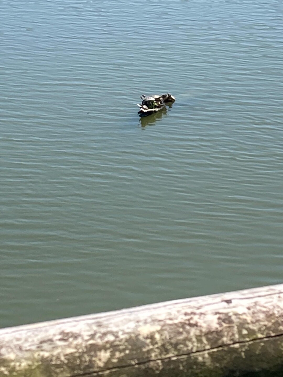 鍋山 / 1 hawkさんの知多半島（任坊山・本宮山・鍋山）の活動データ | YAMAP / ヤマップ