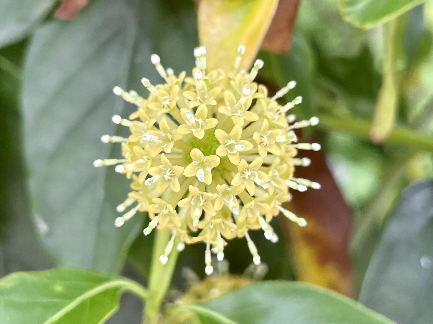 まんまる‼️ / otaksaさんのウォーキングの活動データ | YAMAP / ヤマップ