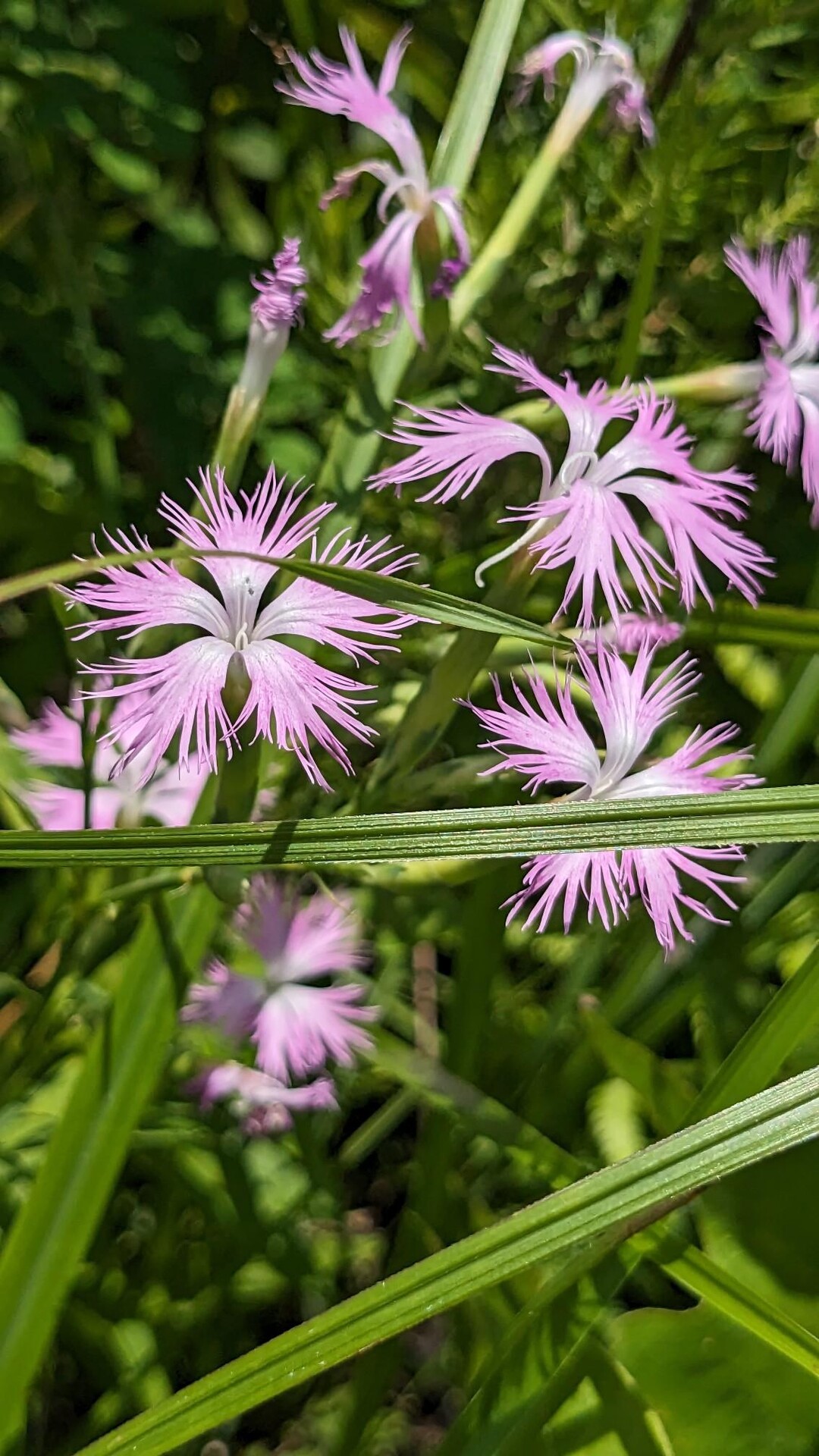 花の平尾台散策 / Taroさんの平尾台・貫山・水晶山の活動日記 | YAMAP / ヤマップ