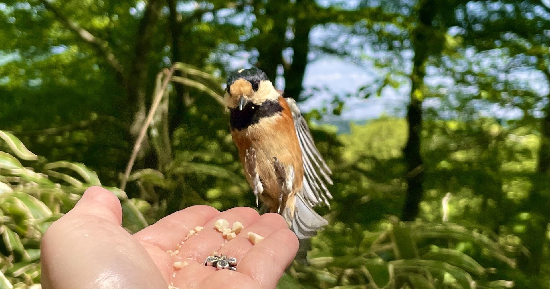 金剛山⛰️花鳥とカレーと城跡と / sayo_hseさんの金剛山・二上山・大和葛城山の活動データ | YAMAP / ヤマップ