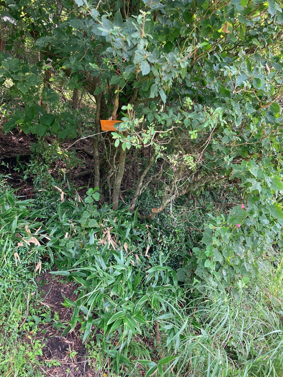 shokoさんの投稿したフィールドメモ | YAMAP / ヤマップ