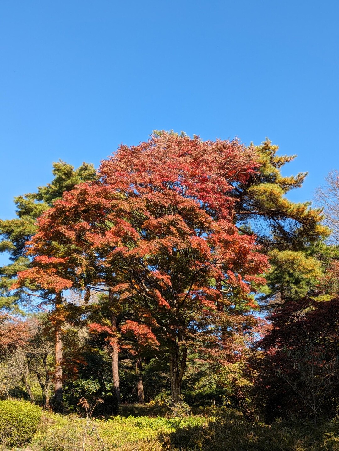 赤城自然園 2023-11-01 / Azu&Samさんのウォーキングの活動データ | YAMAP / ヤマップ