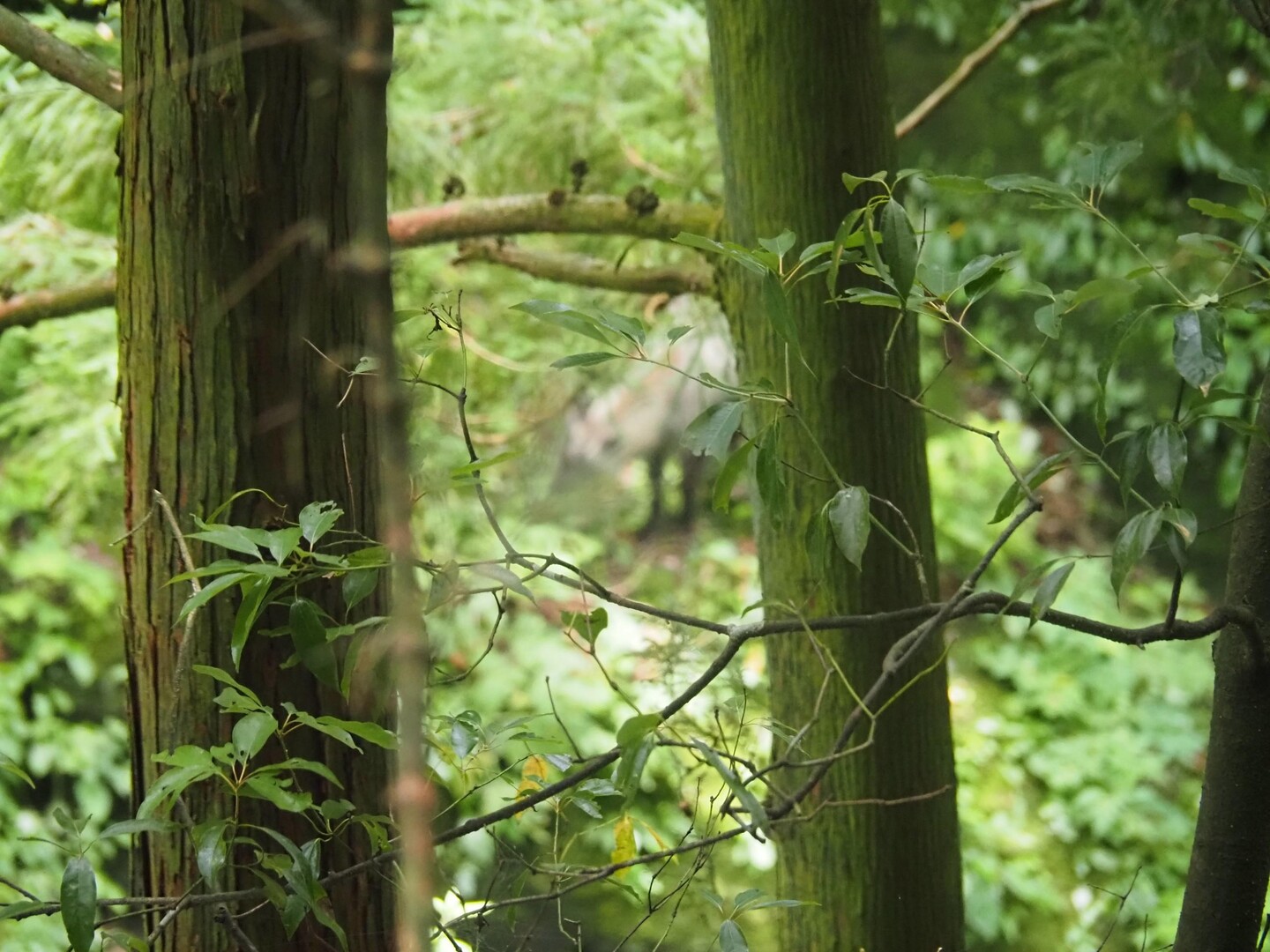 赤星山 / h3さんの赤星山・豊受山の活動日記 | YAMAP / ヤマップ