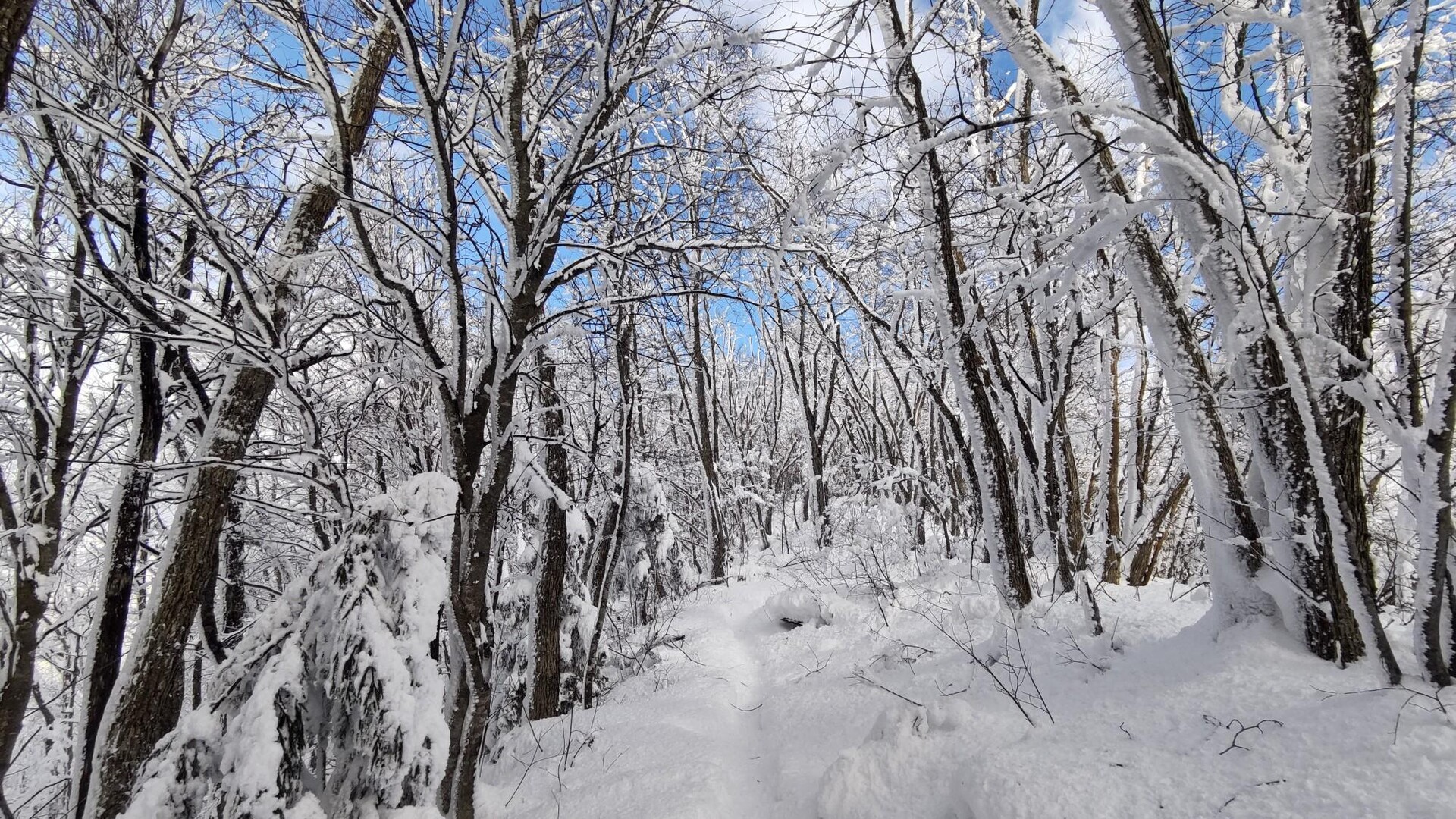 水晶山雪山 / zaomonsさんの水晶山の活動データ | YAMAP / ヤマップ