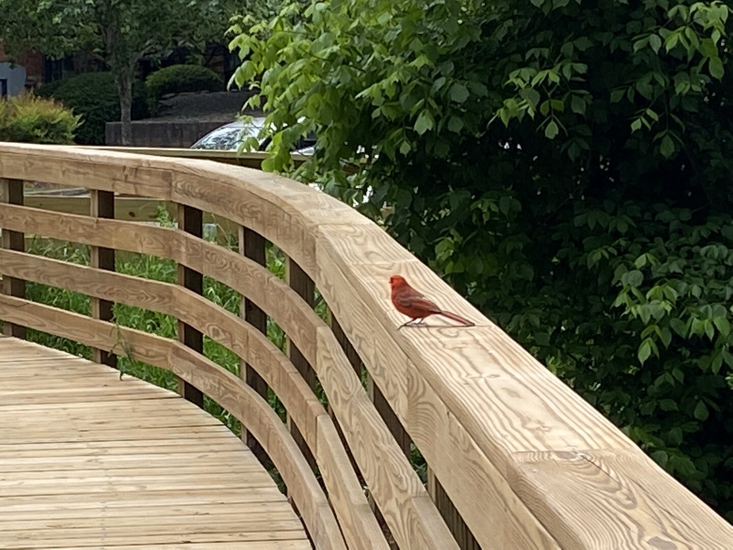 緑が濃くなってきたGeorgia 🇺 ... / tinamtさんのモーメント | YAMAP / ヤマップ