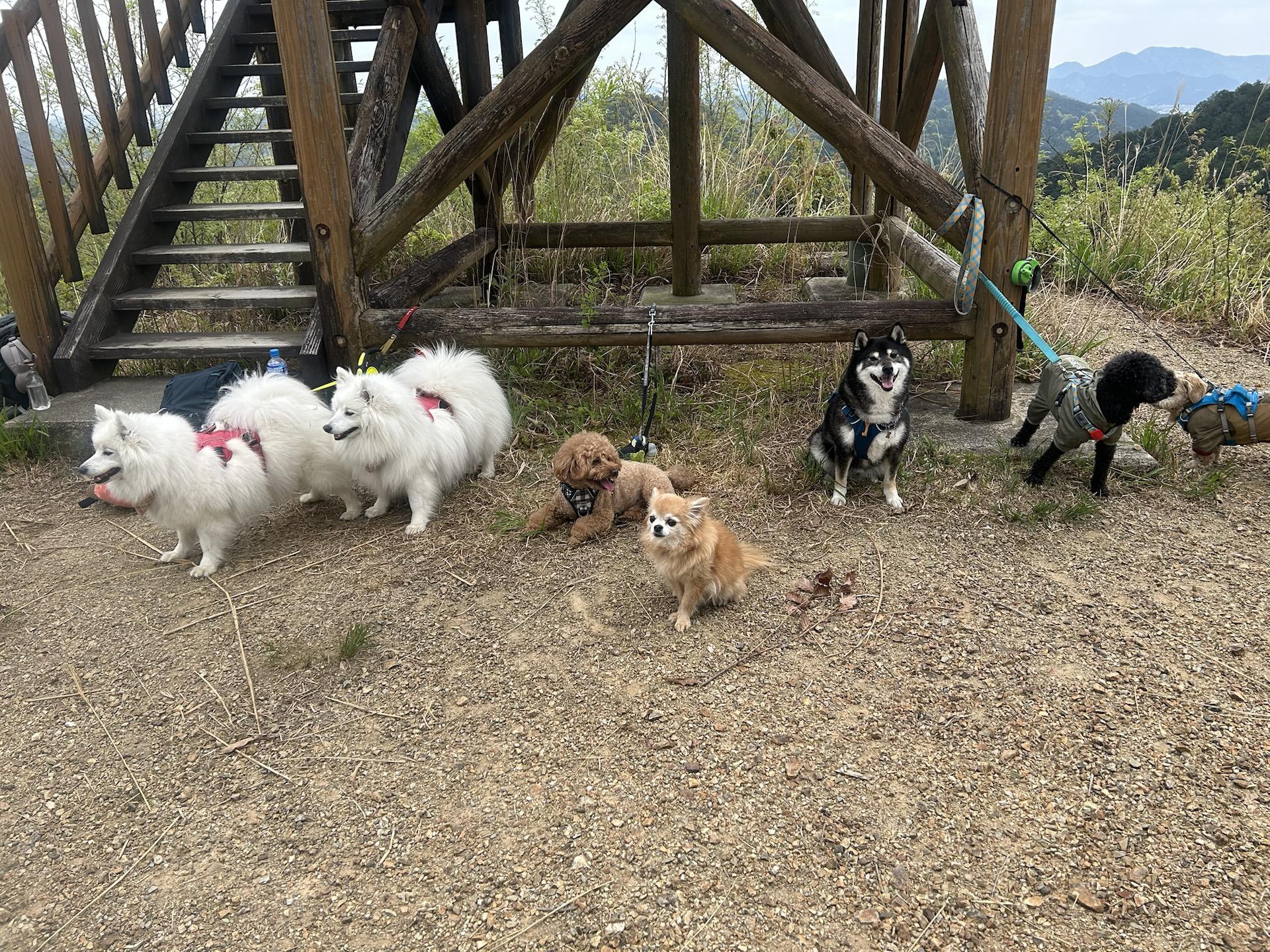 犬登山 ワイワイガヤガヤ 大桑城 / Corchanさんの古城山の活動データ | YAMAP / ヤマップ