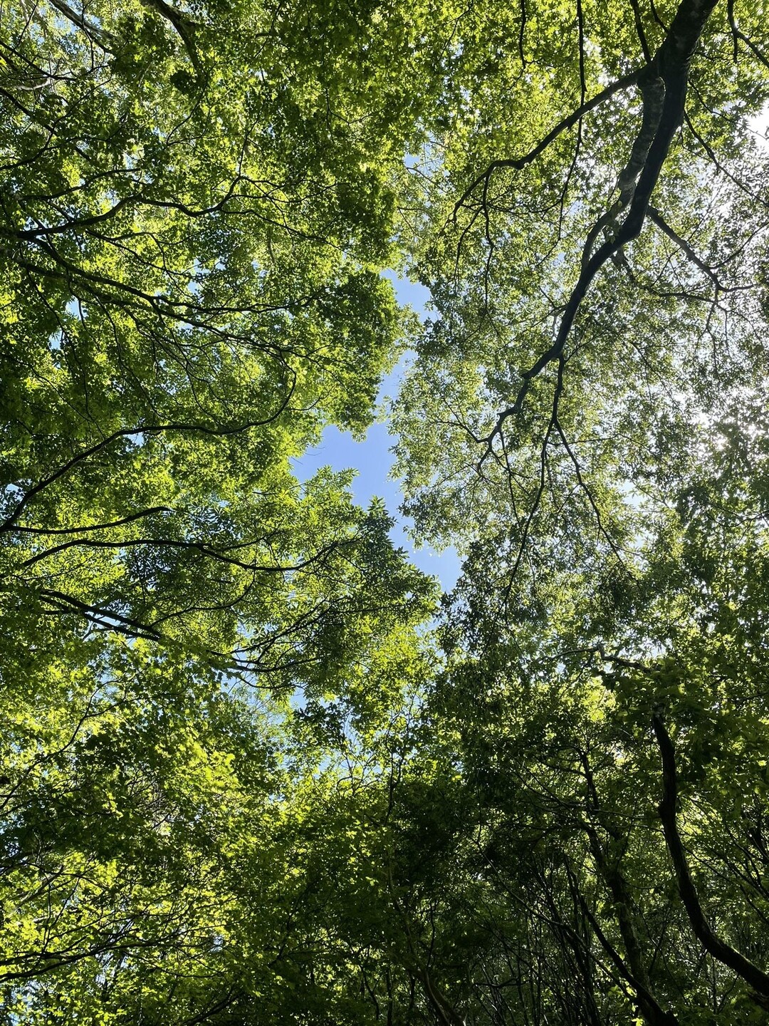 御殿山・武奈ヶ岳・コヤマノ岳 / Hiromasaさんの比良山地・武奈ヶ岳・釈迦岳の活動データ | YAMAP / ヤマップ