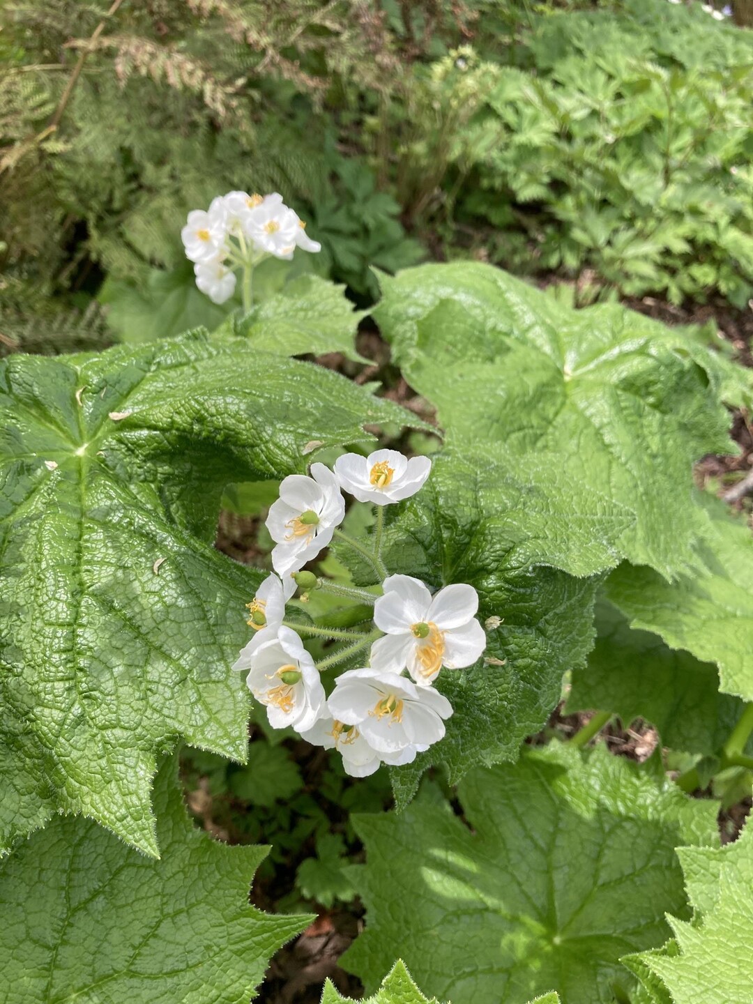 縄ヶ池（富山県南砺市）に行ってきました！... / mi_chicoさんのモーメント | YAMAP / ヤマップ