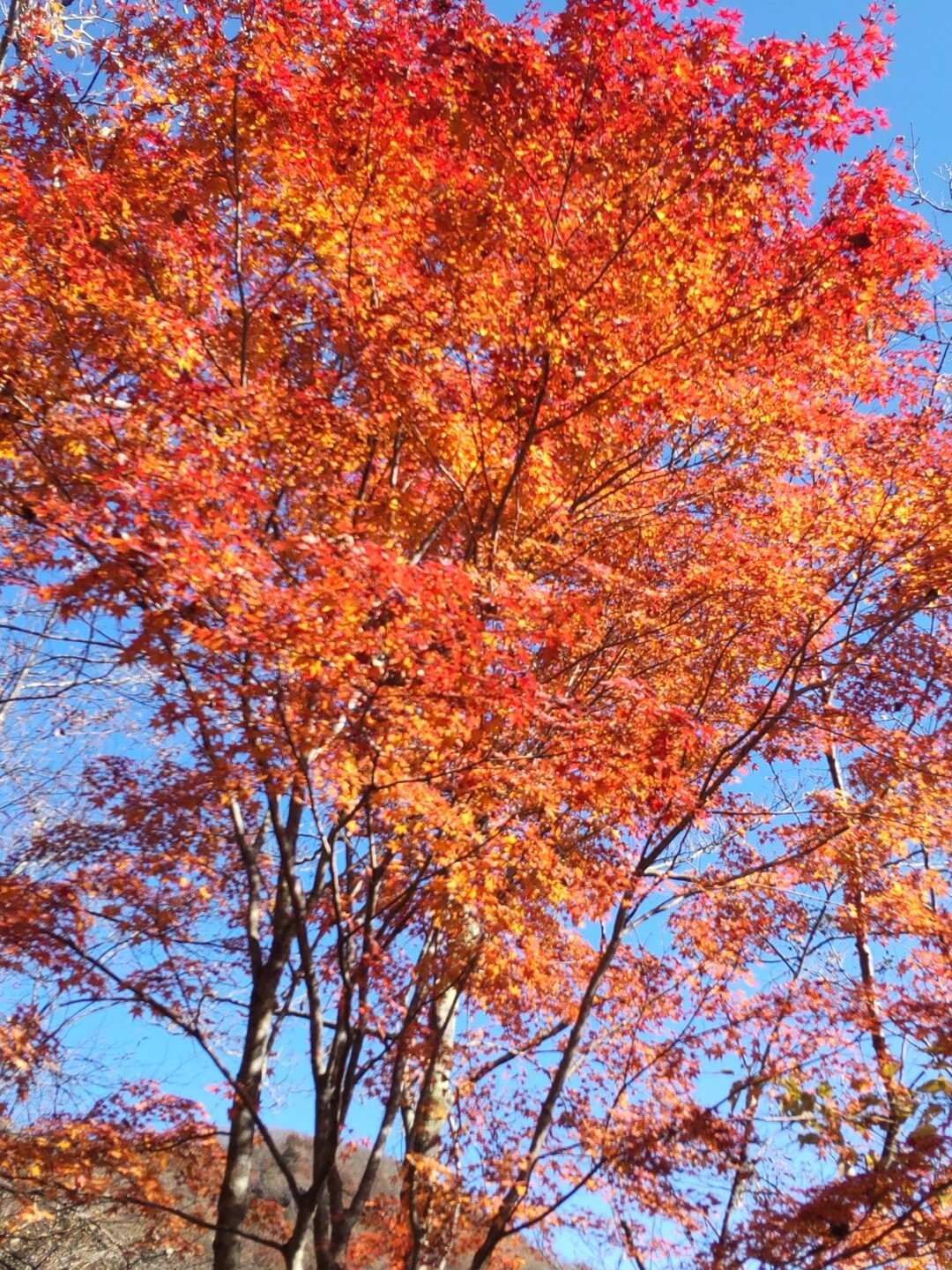 大平山 石割山 / しゅんしゅんさんのモーメント | YAMAP / ヤマップ