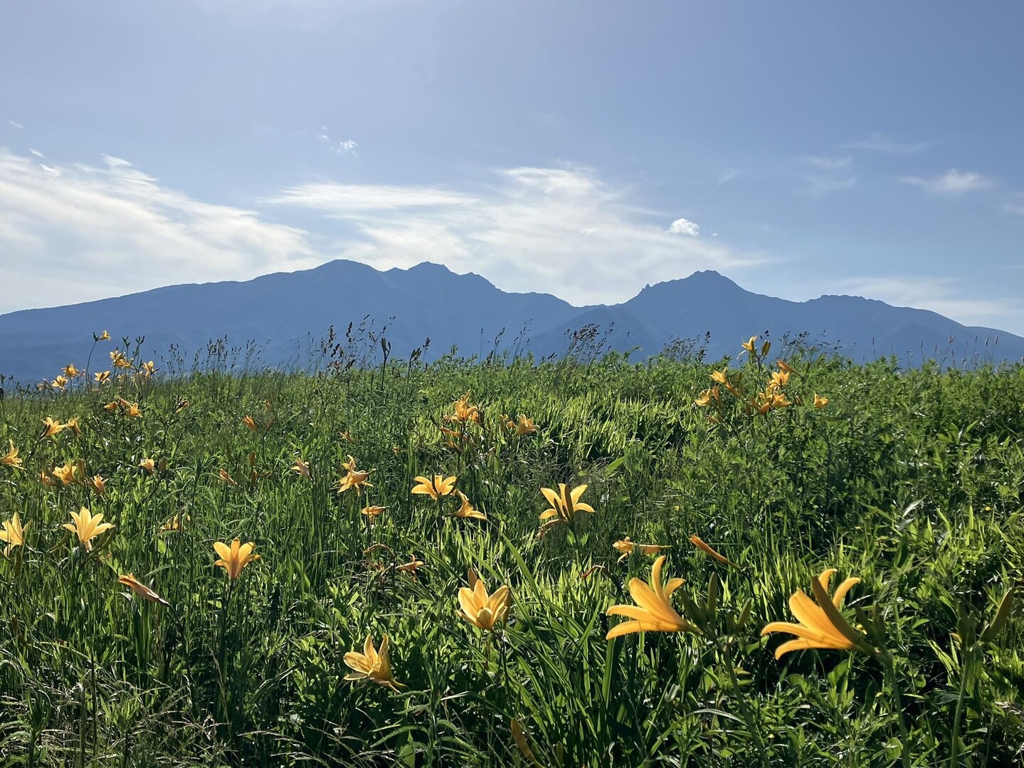 大盛山・飯盛山 ニッコウキスゲが咲いていた‼️ / mayuさんの飯盛山の活動データ | YAMAP / ヤマップ
