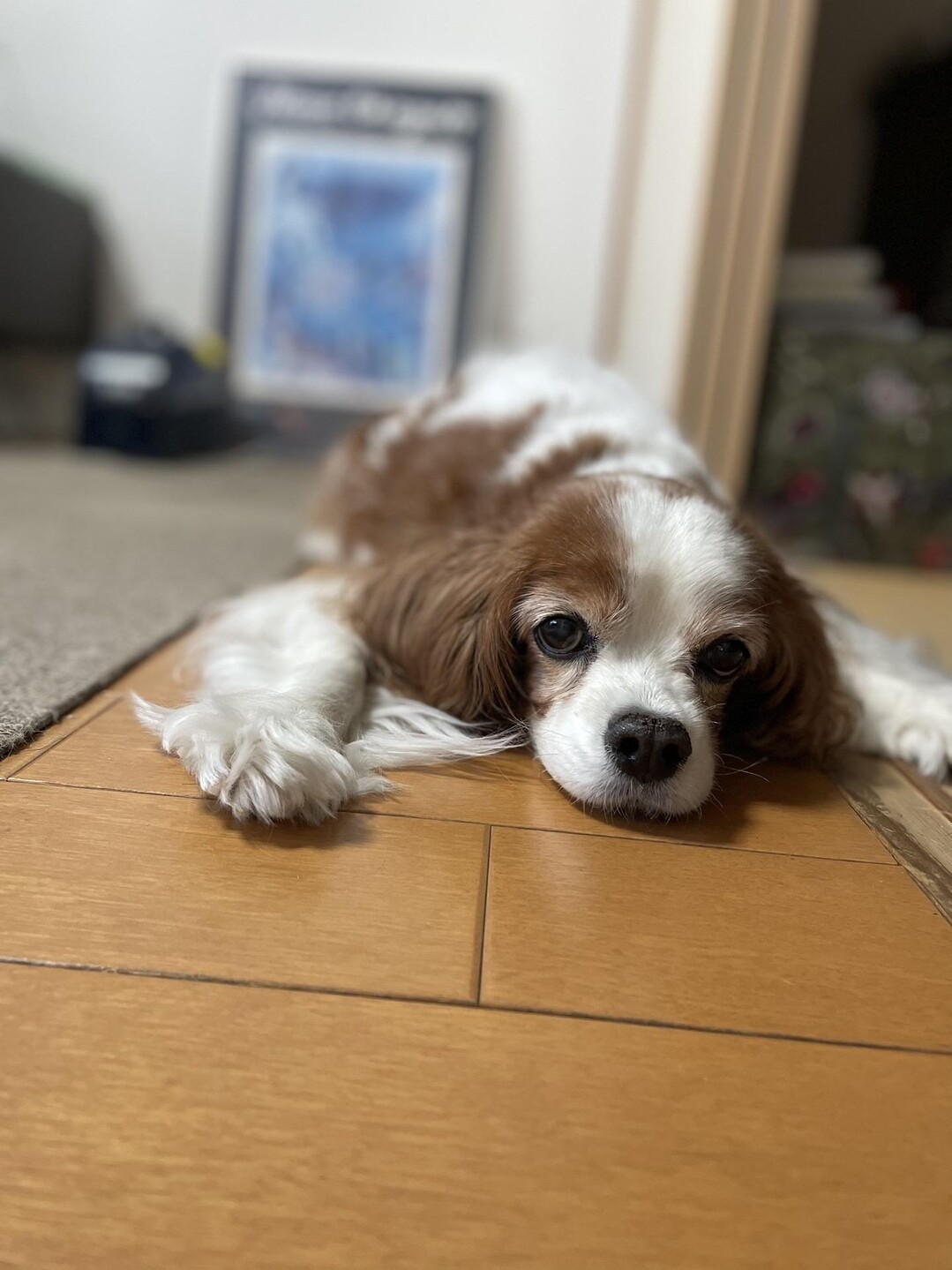 キャリー🐶が「余命数時間かも…」宣告を... / minorunさんのモーメント | YAMAP / ヤマップ